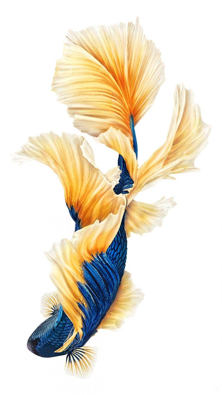 iPhone Fish Wallpapers - Top Free iPhone Fish Backgrounds - WallpaperAccess
