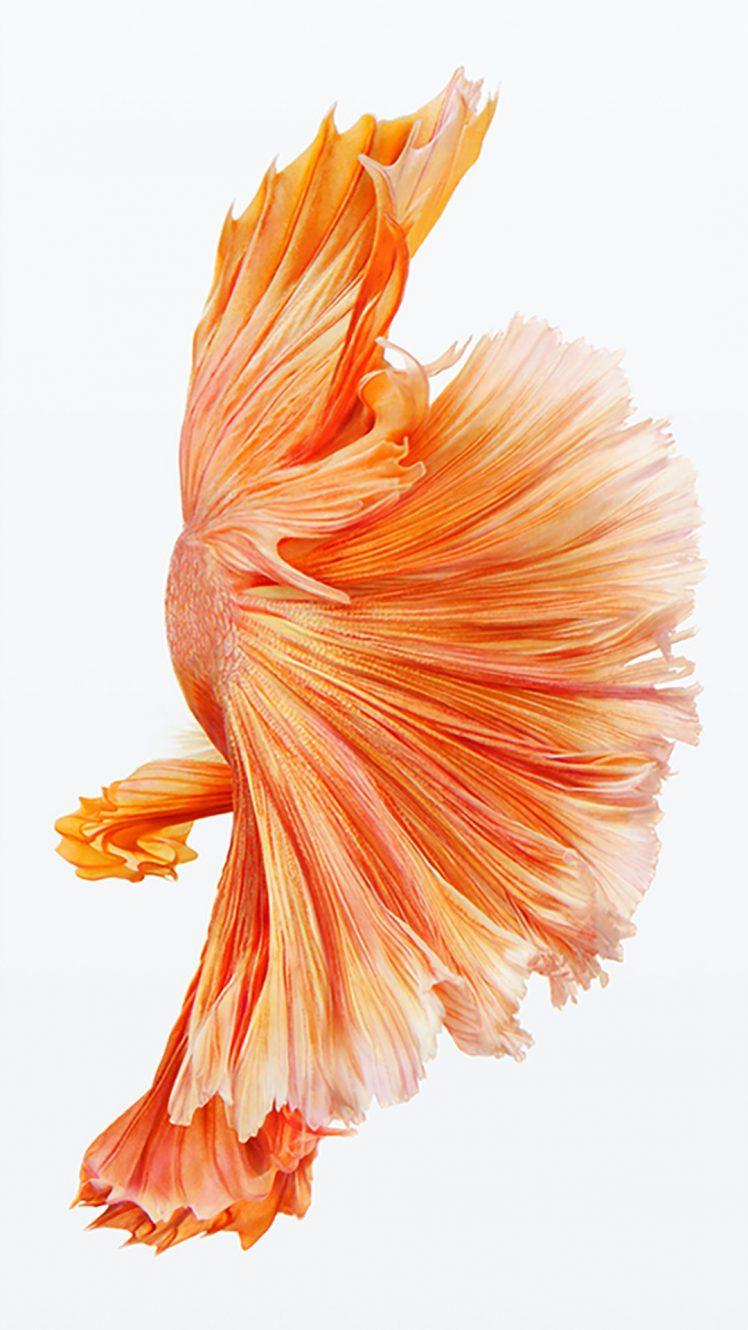 Betta Fish iPhone Wallpapers - Top Free Betta Fish iPhone Backgrounds ...