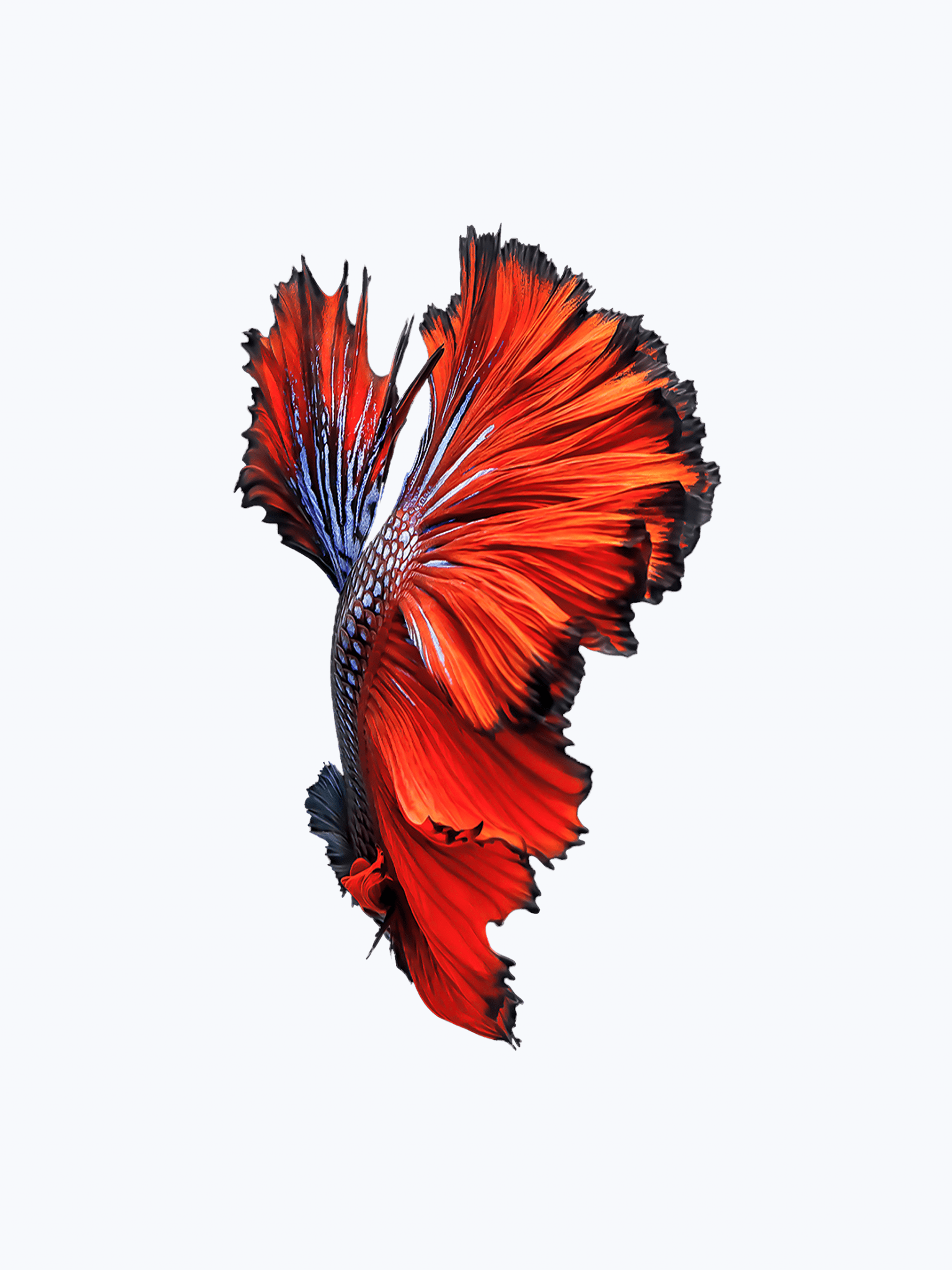 iPhone Fish Wallpapers - Top Free iPhone Fish Backgrounds - WallpaperAccess