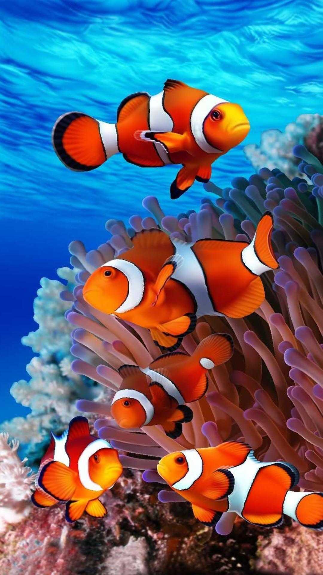 iPhone Fish Wallpapers - Top Free iPhone Fish Backgrounds - WallpaperAccess