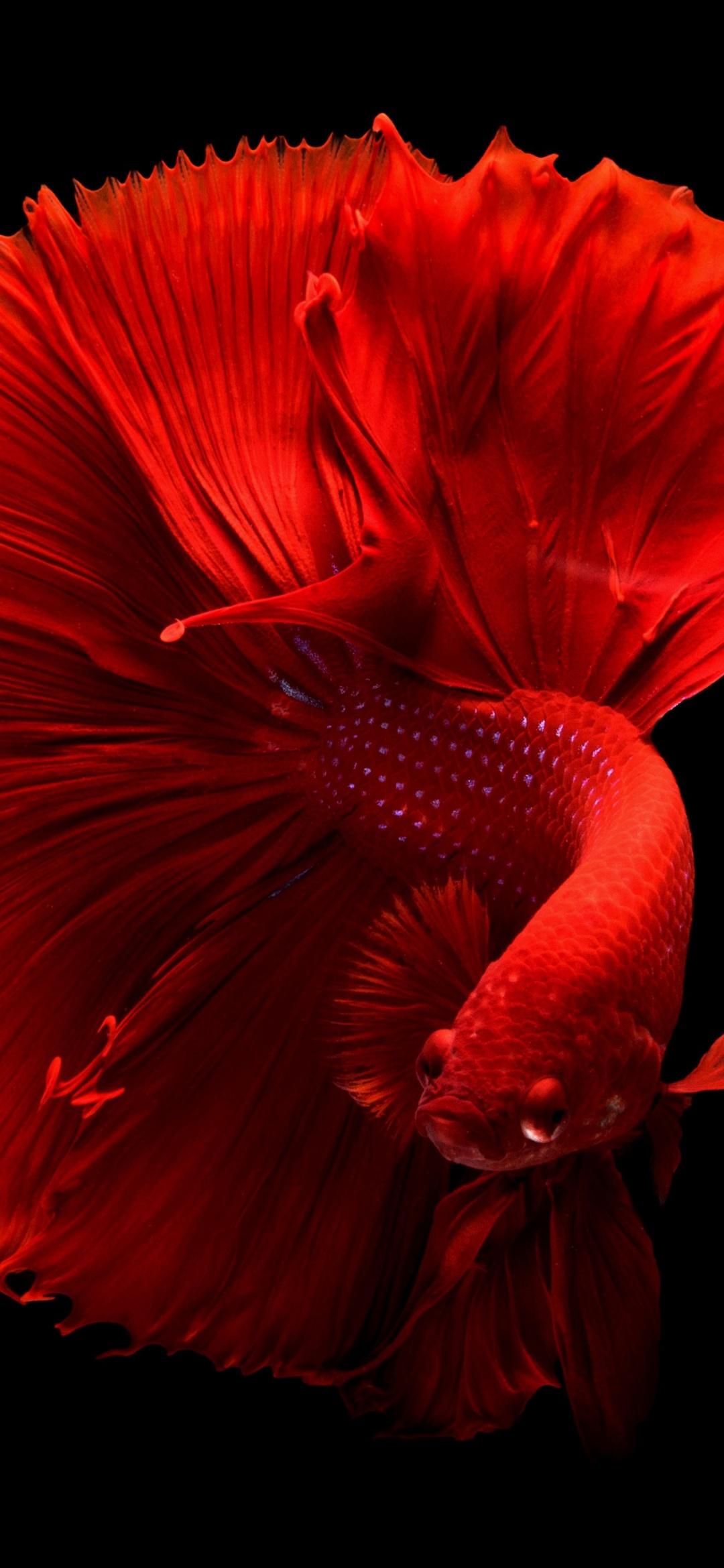 8K Fish Wallpapers - Top Free 8K Fish Backgrounds - WallpaperAccess
