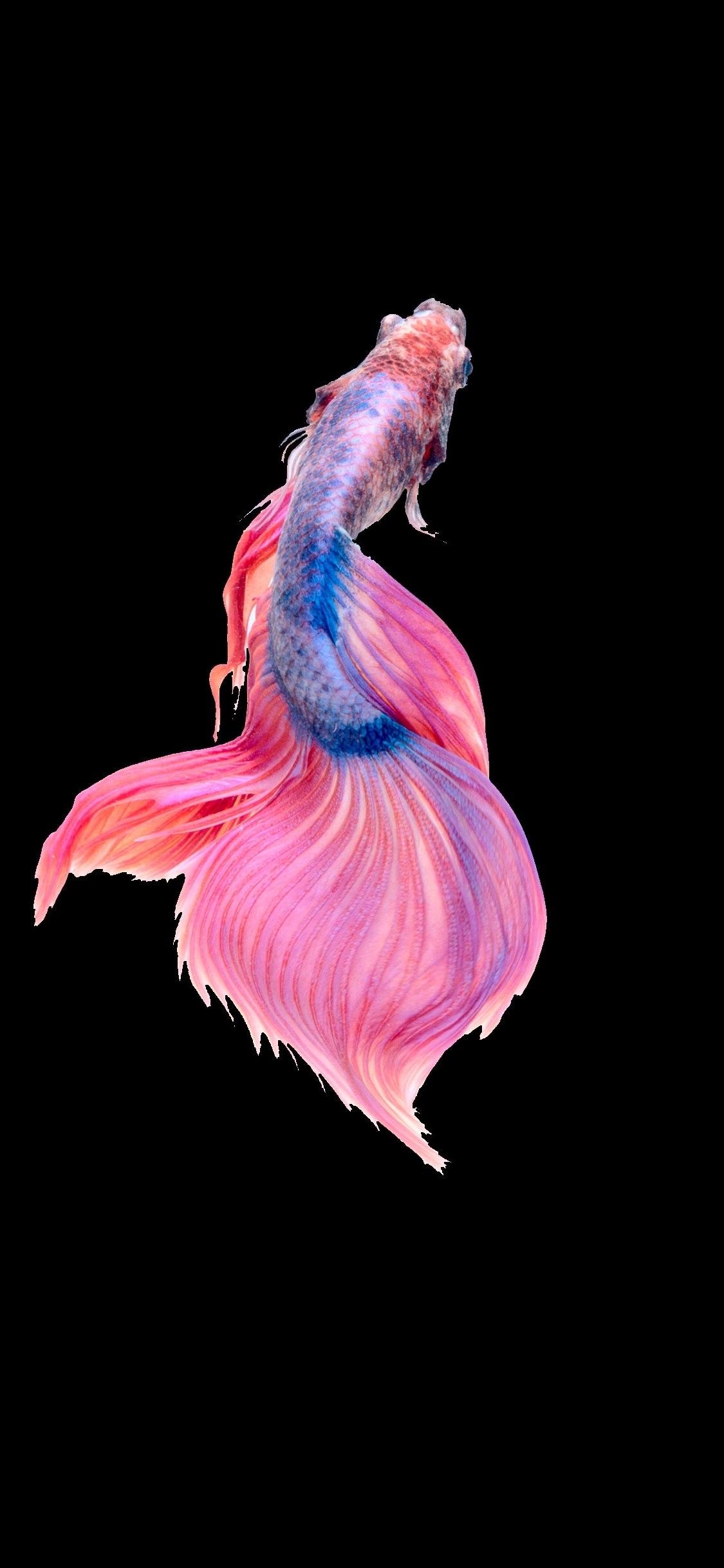 iPhone Fish Wallpapers - Top Free iPhone Fish Backgrounds - WallpaperAccess