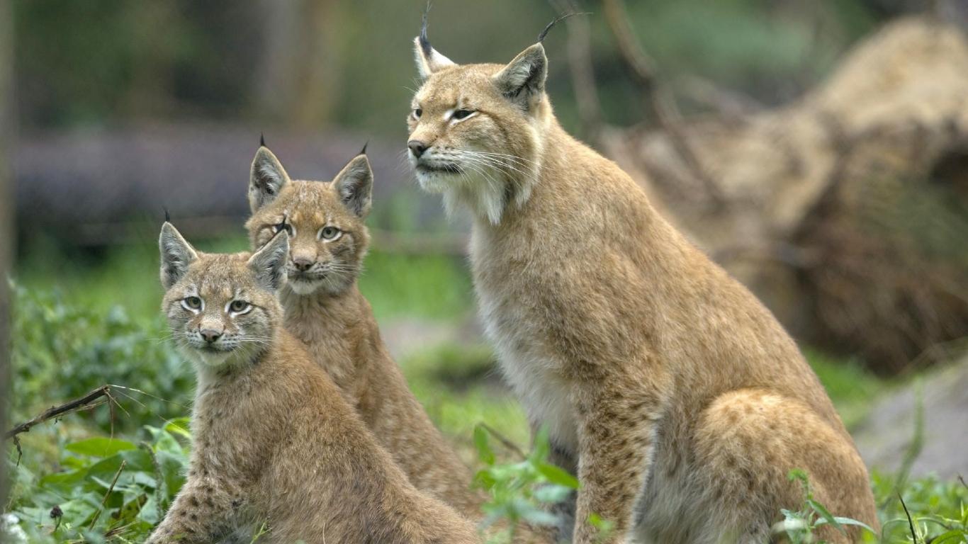 Eurasian Lynx Wallpapers - Top Free Eurasian Lynx Backgrounds ...