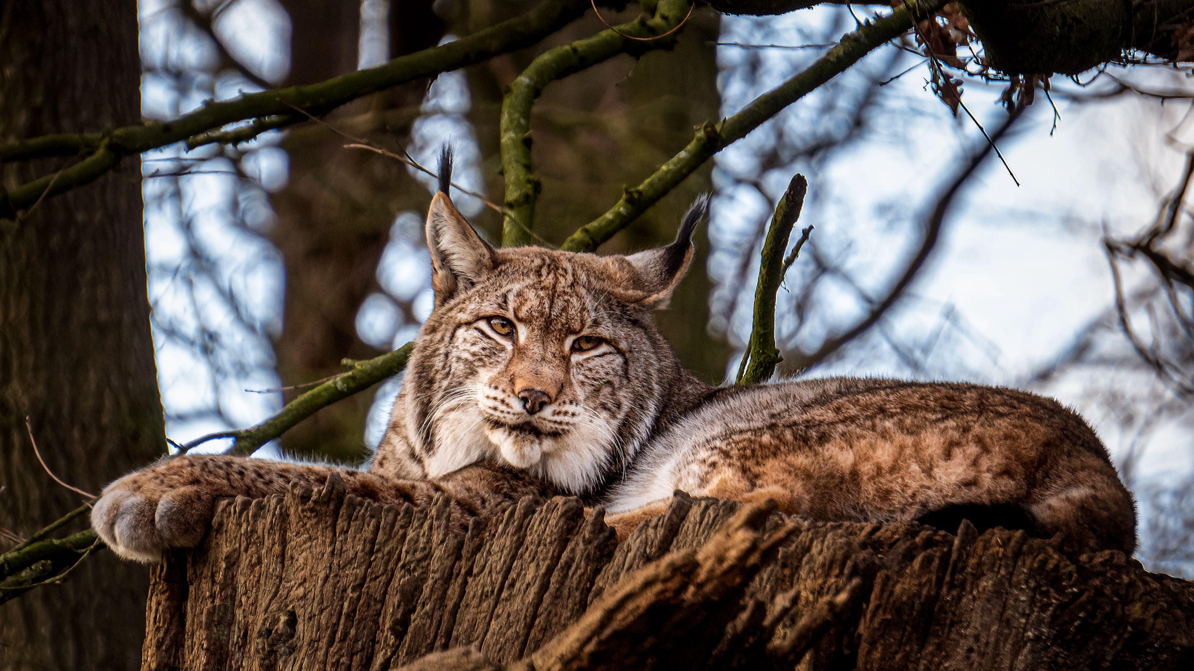 Eurasian Lynx Wallpapers - Top Free Eurasian Lynx Backgrounds - WallpaperAccess