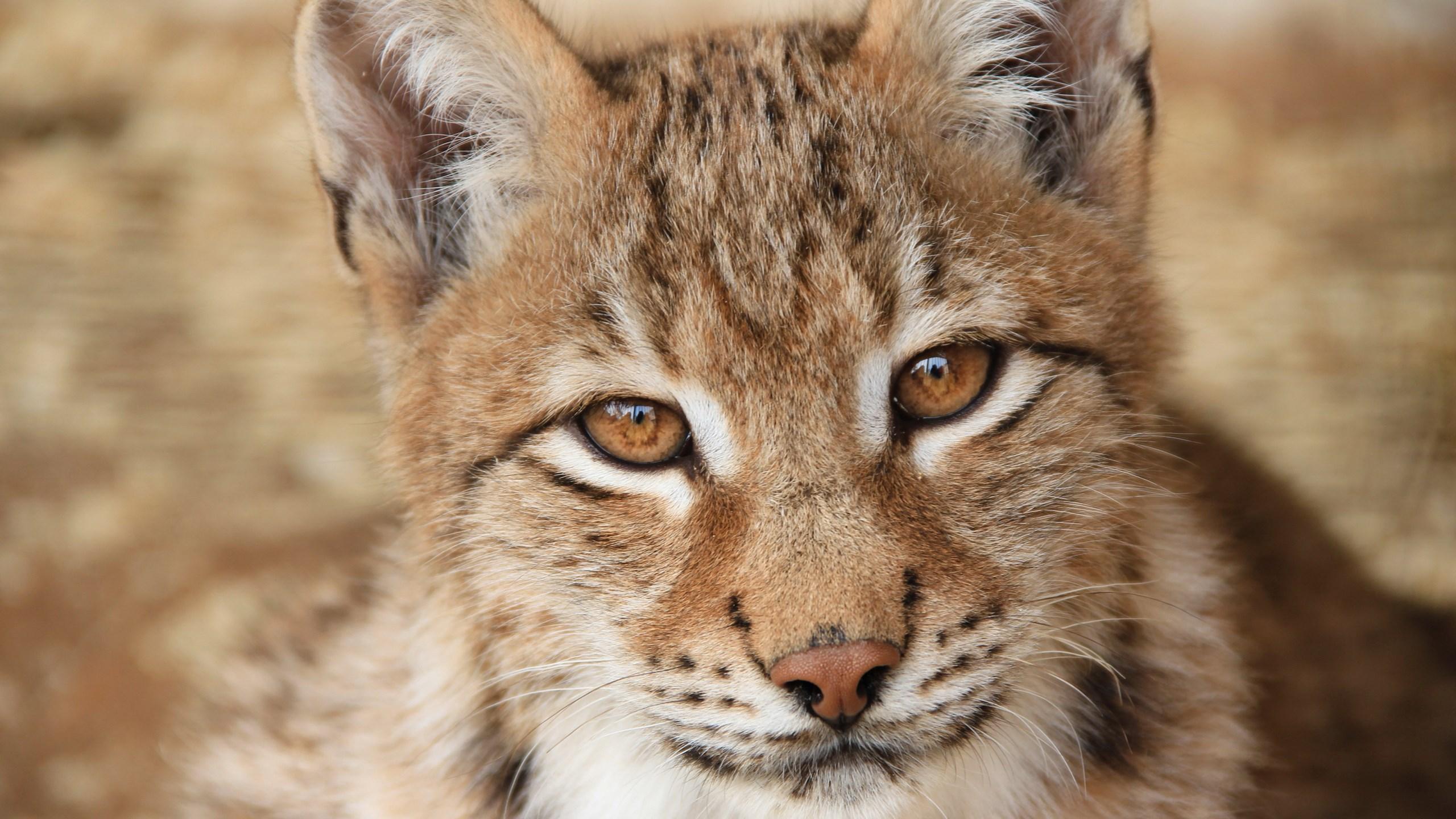Eurasian Lynx Wallpapers - Top Free Eurasian Lynx Backgrounds ...