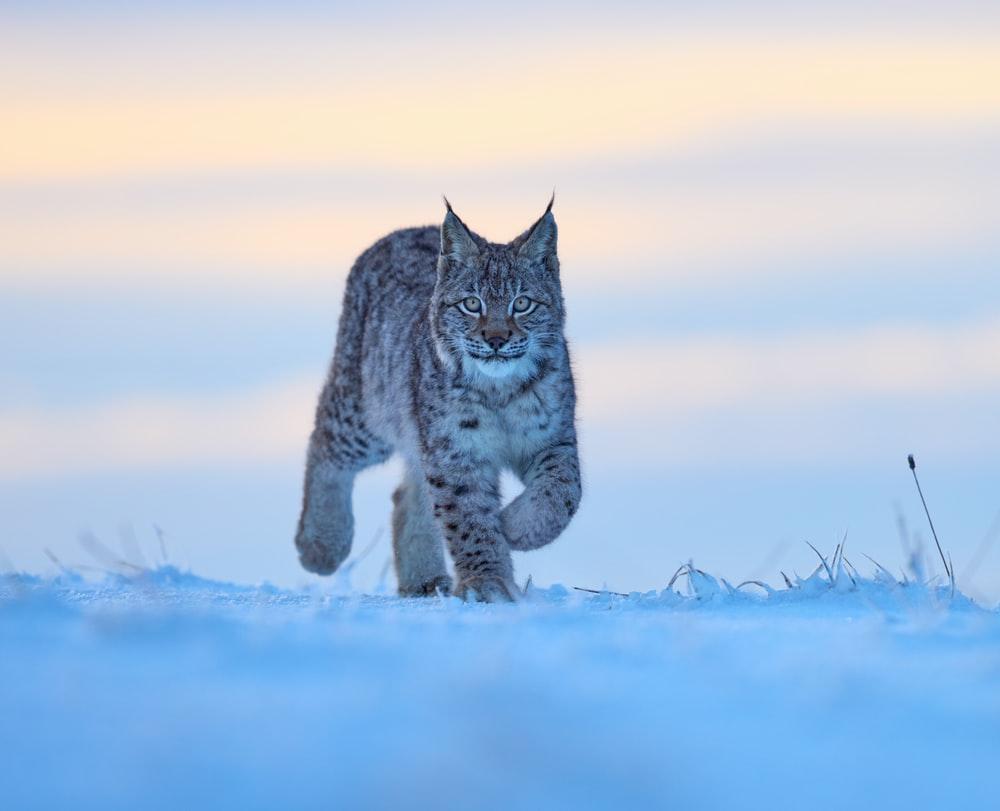 Eurasian Lynx Wallpapers - Top Free Eurasian Lynx Backgrounds ...