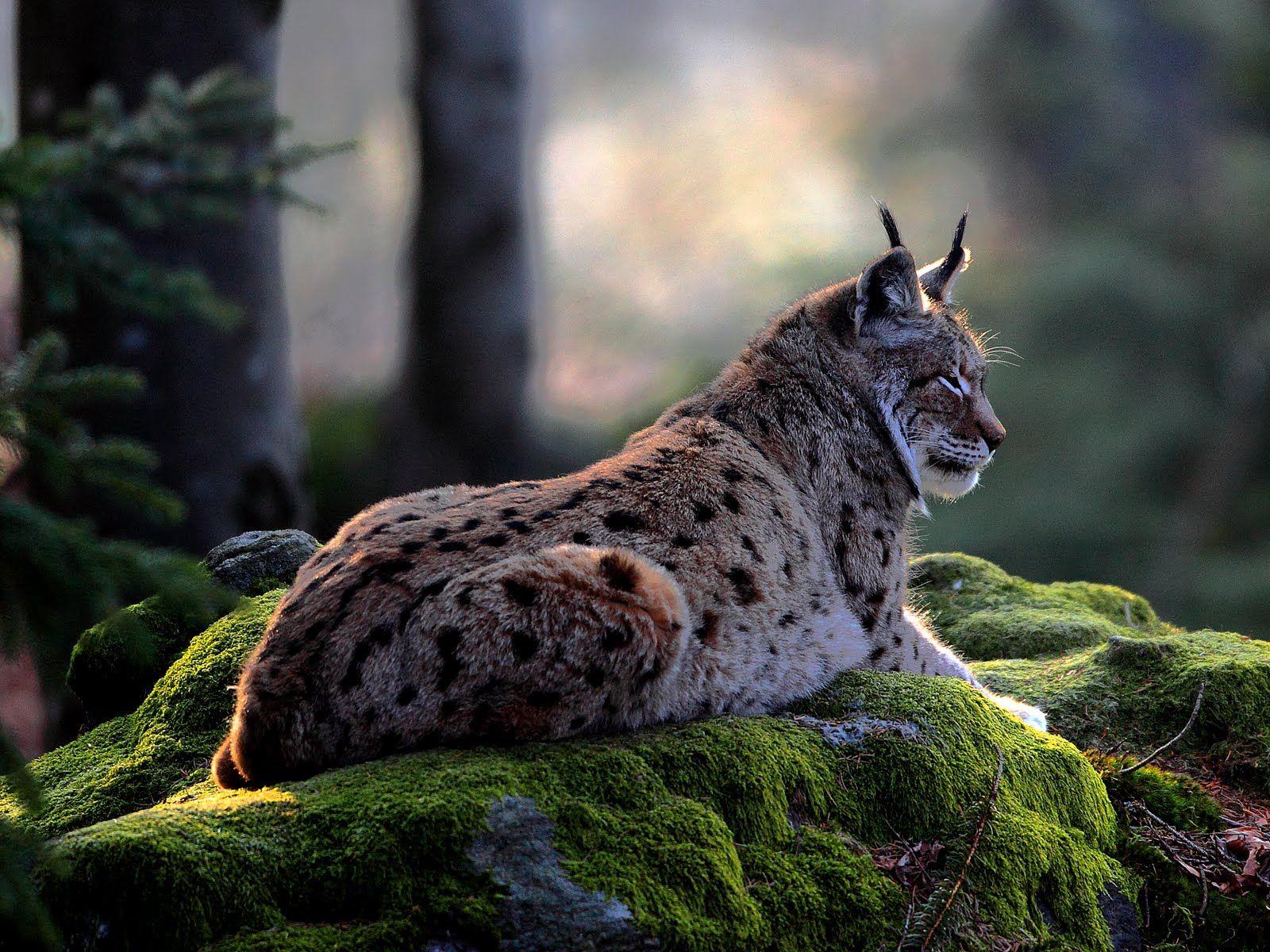 Eurasian Lynx Wallpapers - Top Free Eurasian Lynx Backgrounds ...