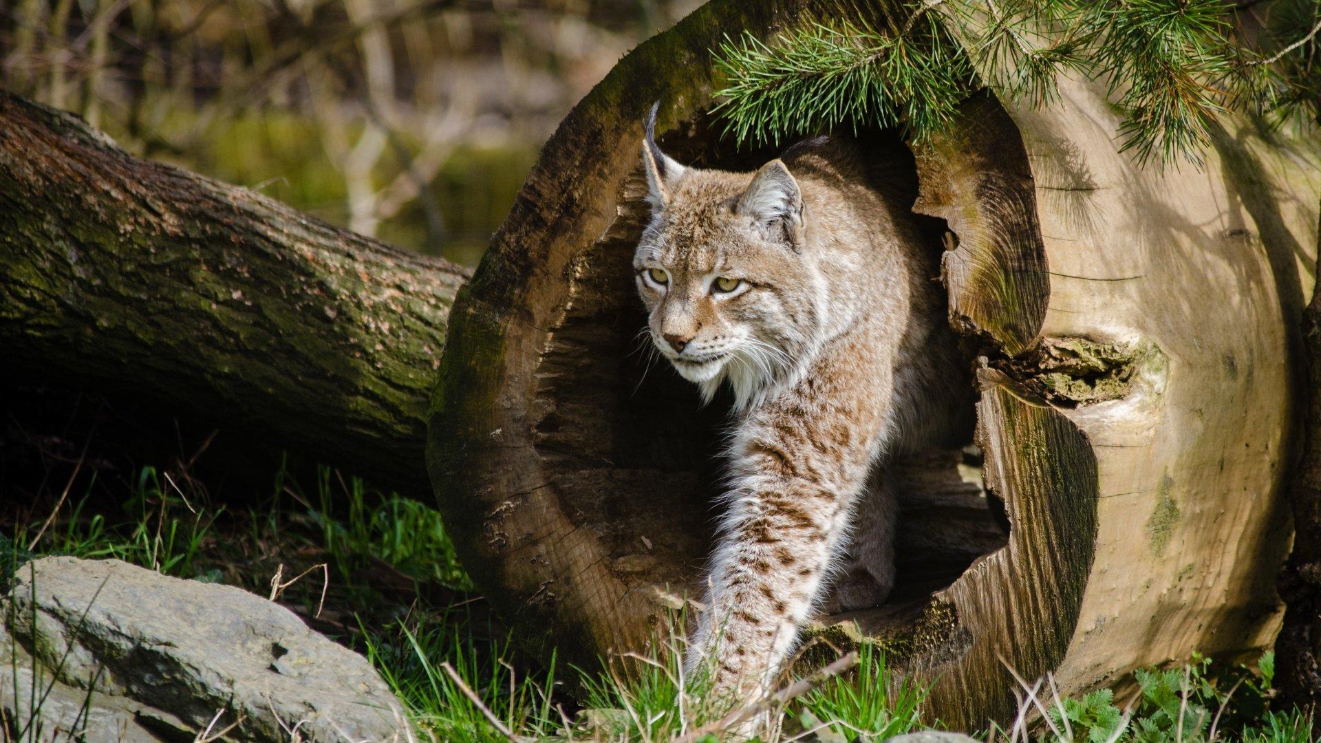 Eurasian Lynx Wallpapers - Top Free Eurasian Lynx Backgrounds ...