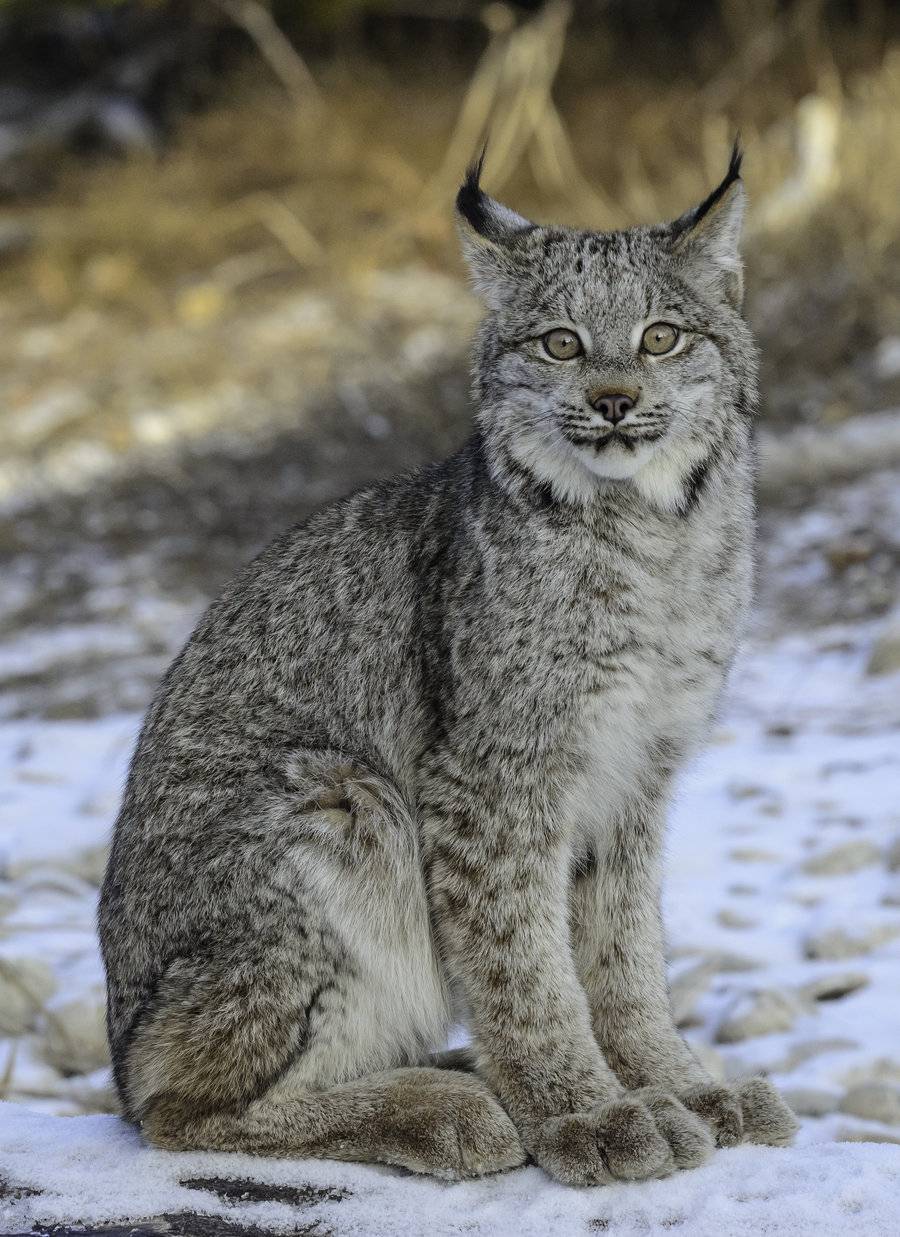 Eurasian Lynx Wallpapers - Top Free Eurasian Lynx Backgrounds ...