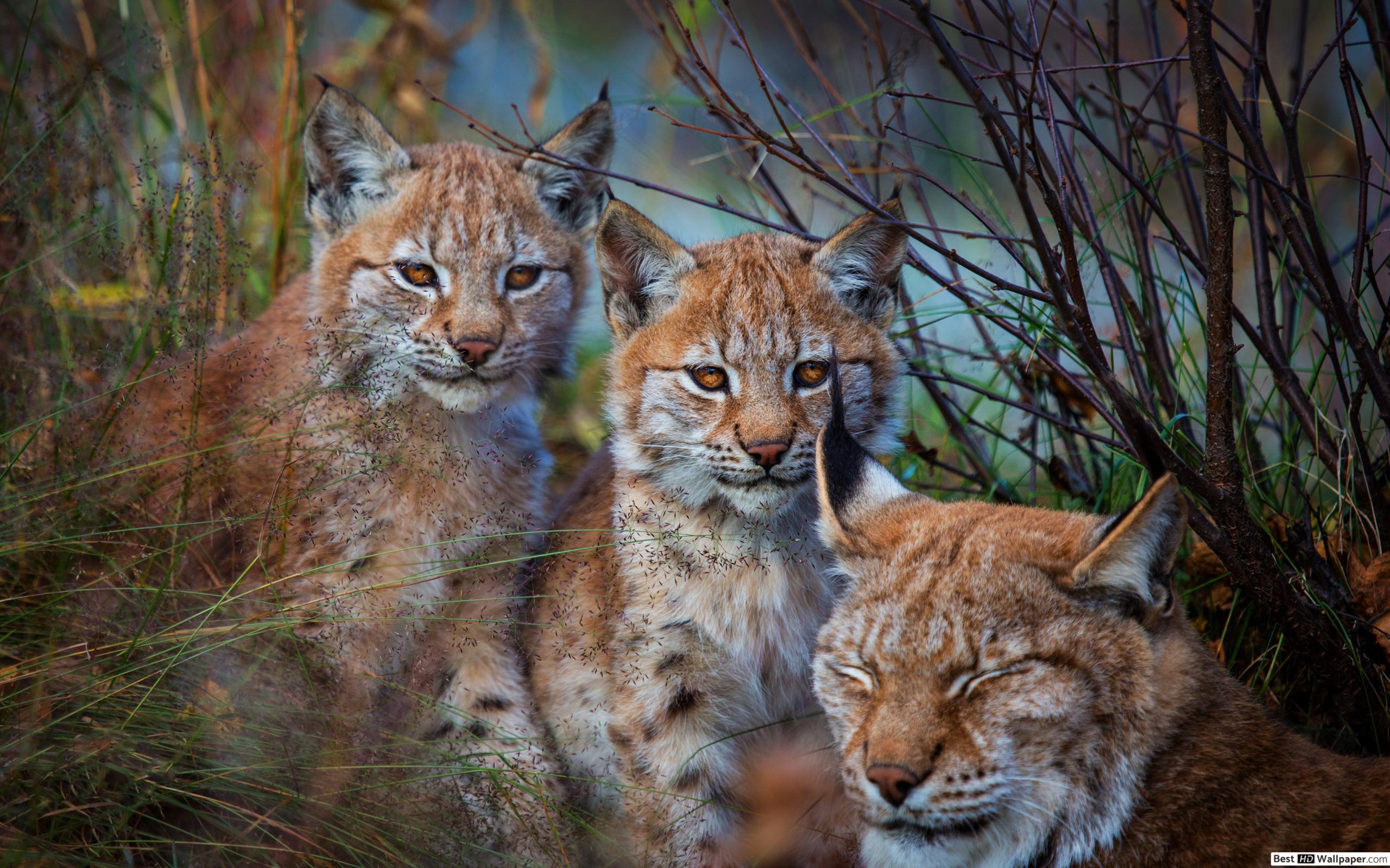 Eurasian Lynx Wallpapers - Top Free Eurasian Lynx Backgrounds ...
