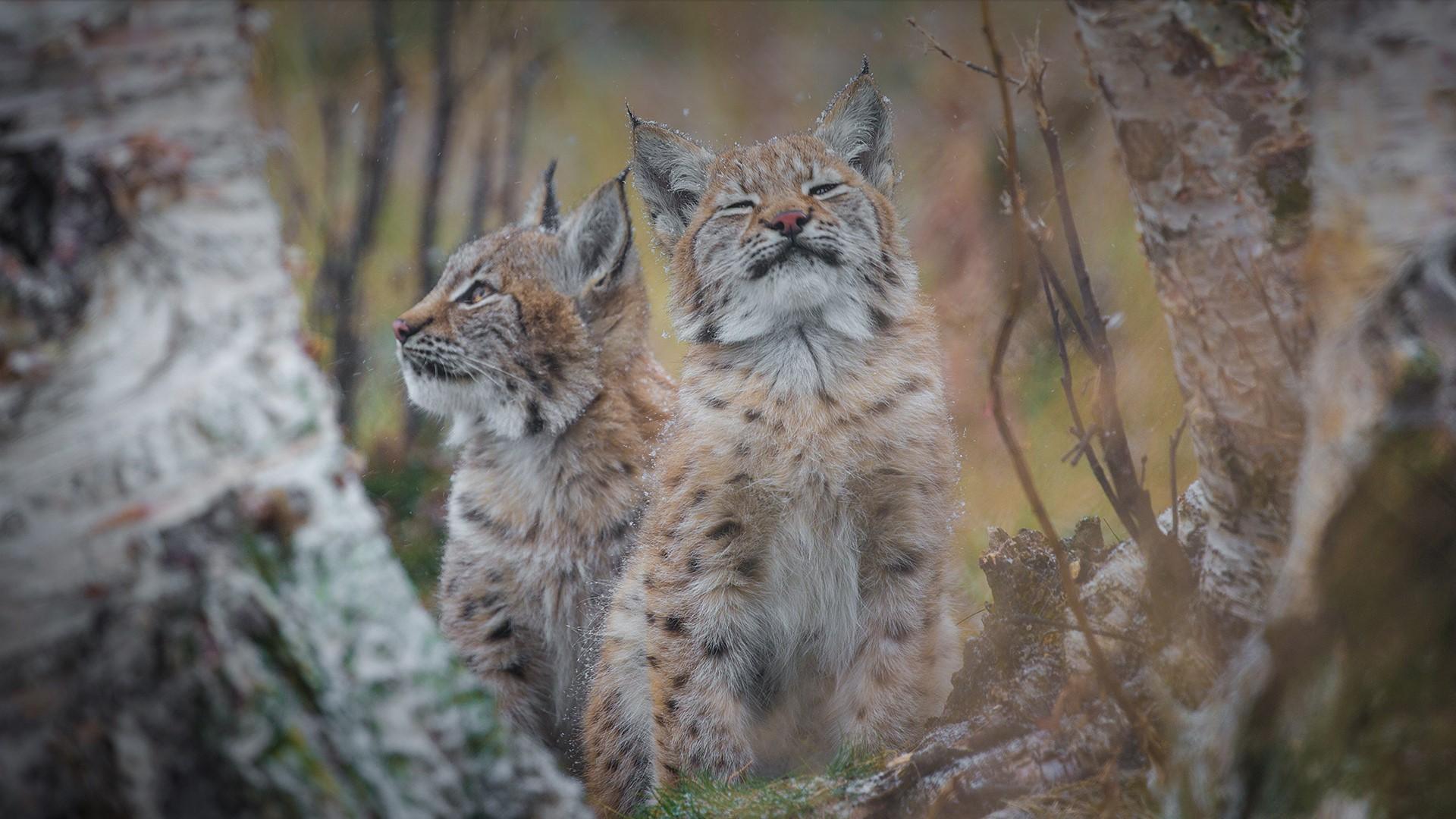 Eurasian Lynx Wallpapers - Top Free Eurasian Lynx Backgrounds - WallpaperAccess