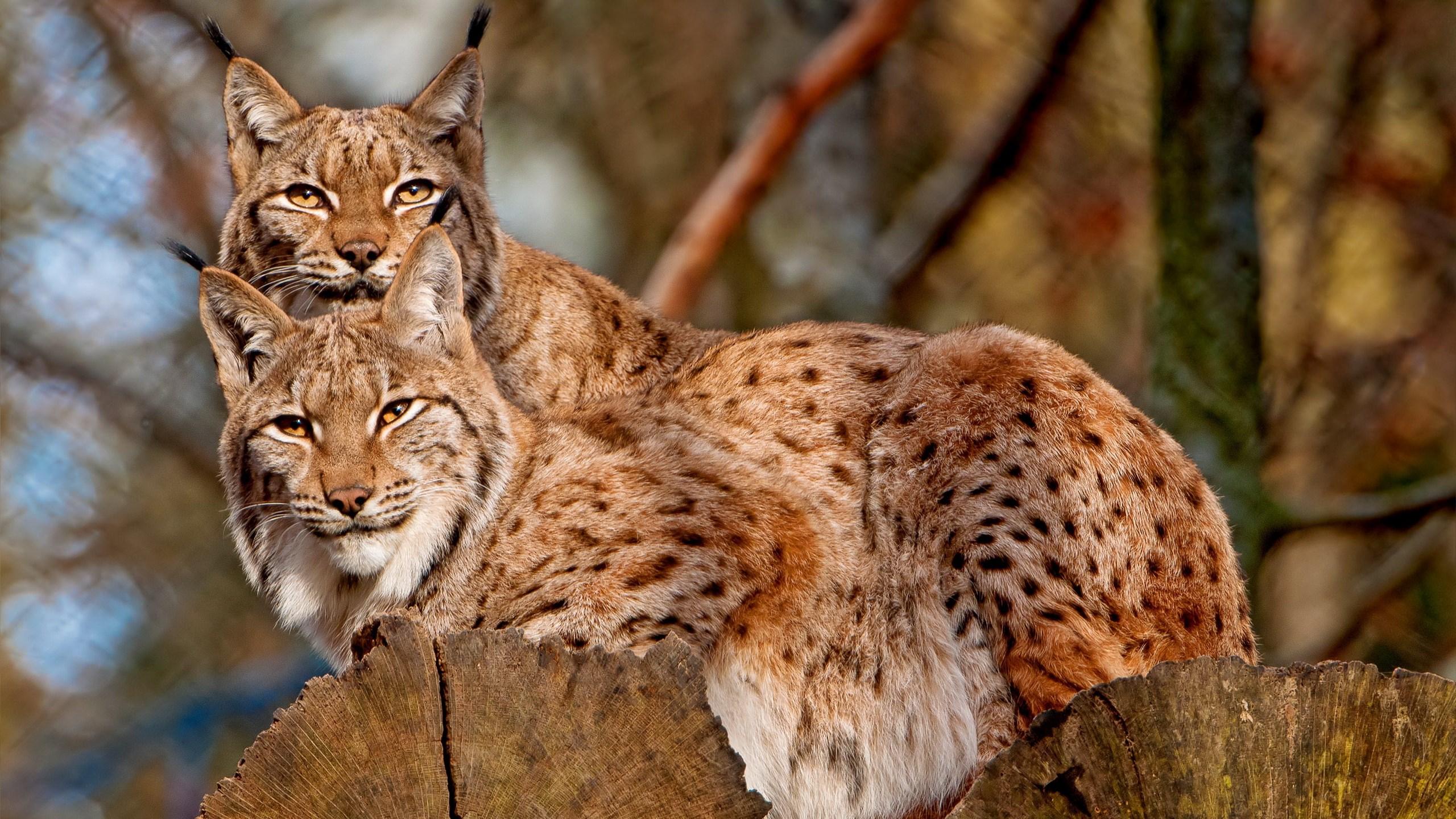 Eurasian Lynx Wallpapers - Top Free Eurasian Lynx Backgrounds ...