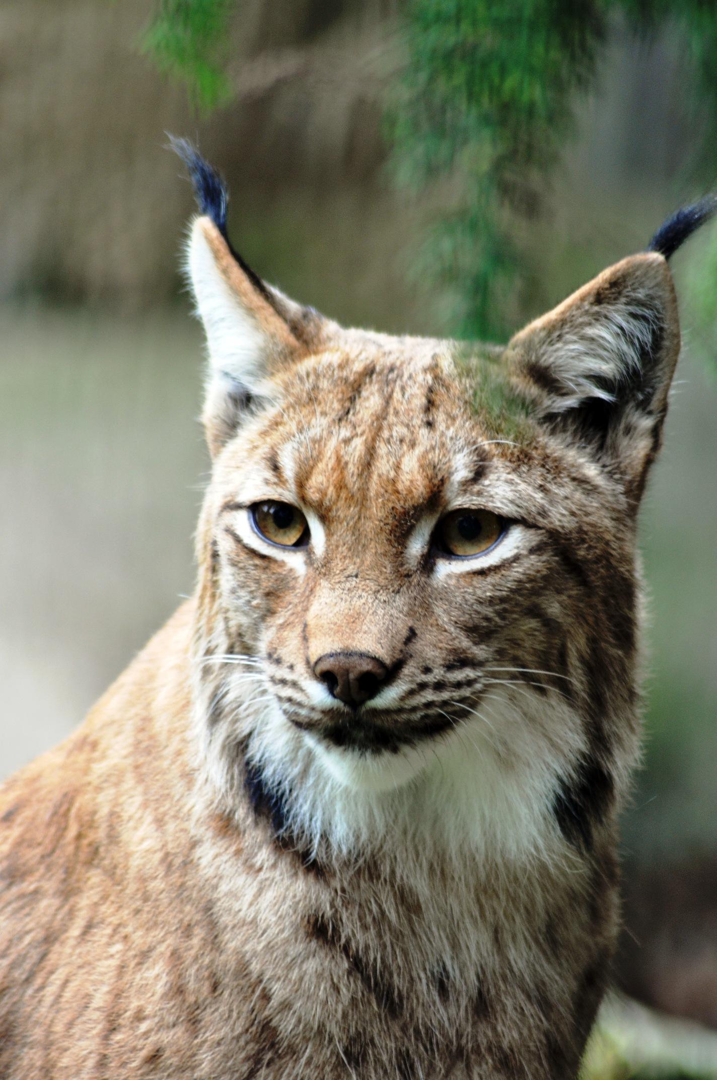 Eurasian Lynx Wallpapers - Top Free Eurasian Lynx Backgrounds ...