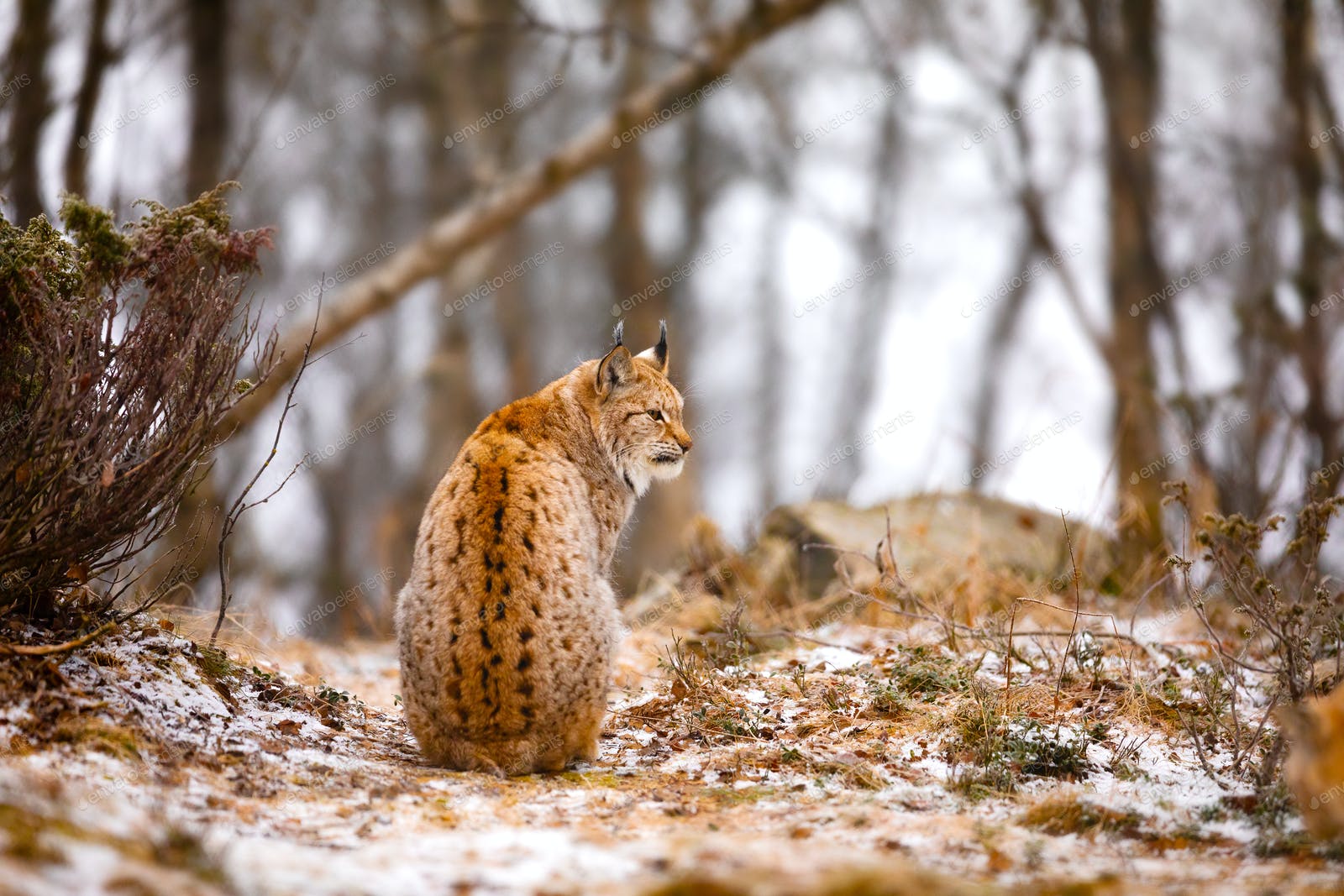 Eurasian Lynx Wallpapers - Top Free Eurasian Lynx Backgrounds ...