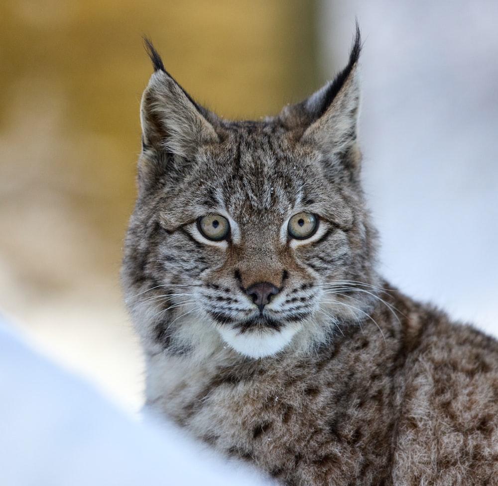 Eurasian Lynx Wallpapers - Top Free Eurasian Lynx Backgrounds ...