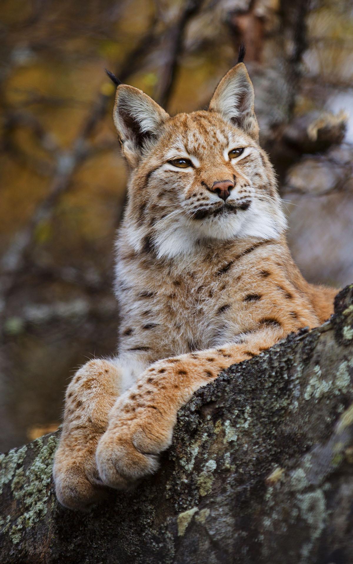 Eurasian Lynx Wallpapers - Top Free Eurasian Lynx Backgrounds ...