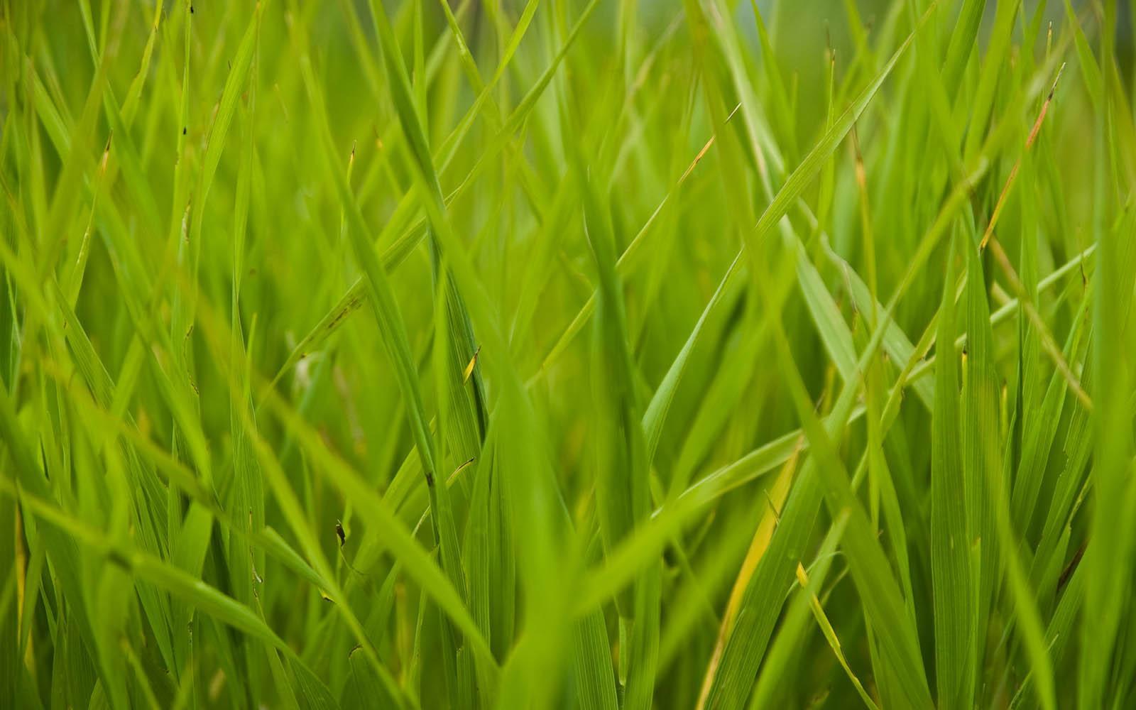 Tall Grass Wallpapers - Top Free Tall Grass Backgrounds - WallpaperAccess
