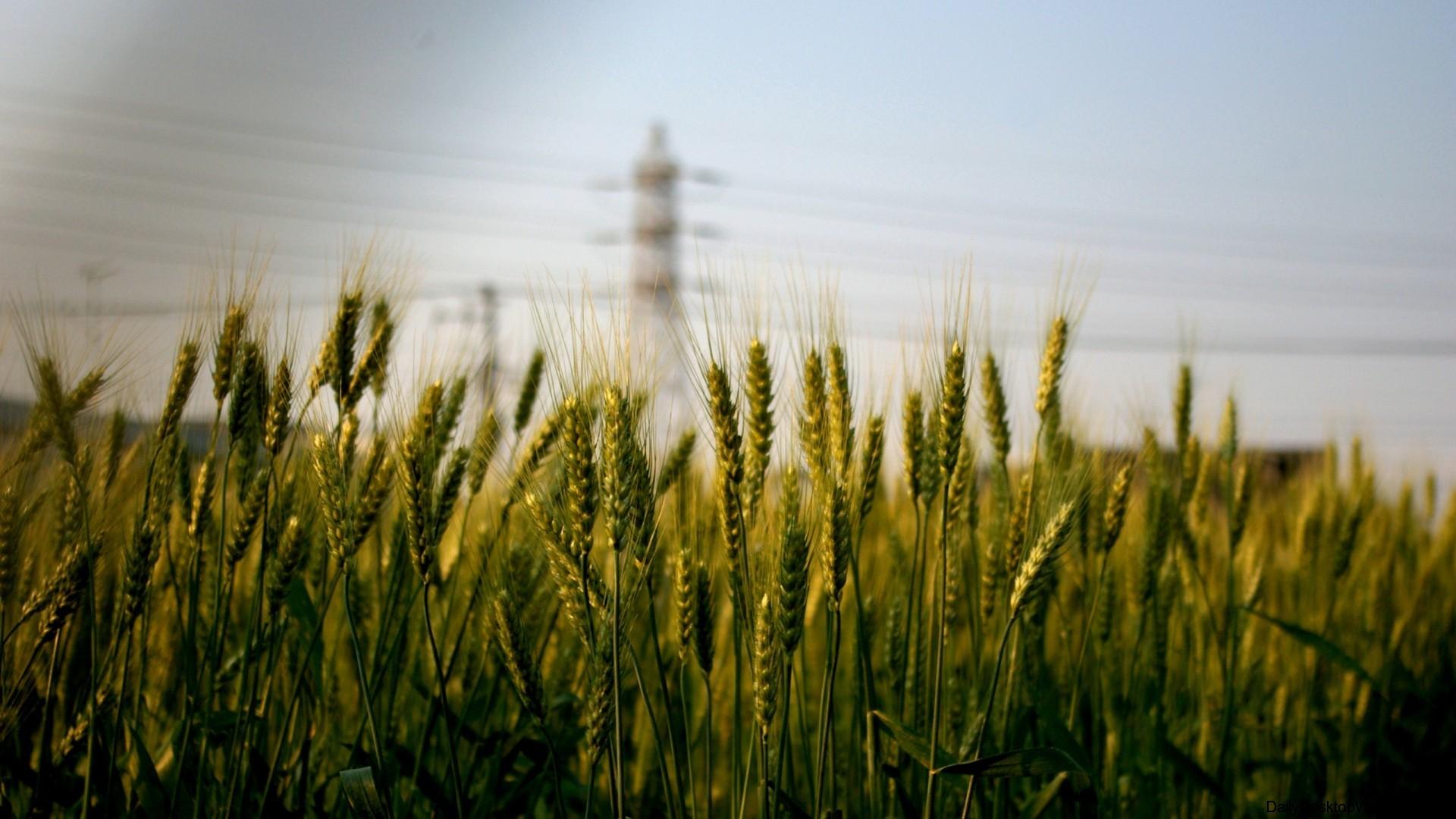 Tall Grass Wallpapers - Top Free Tall Grass Backgrounds - WallpaperAccess