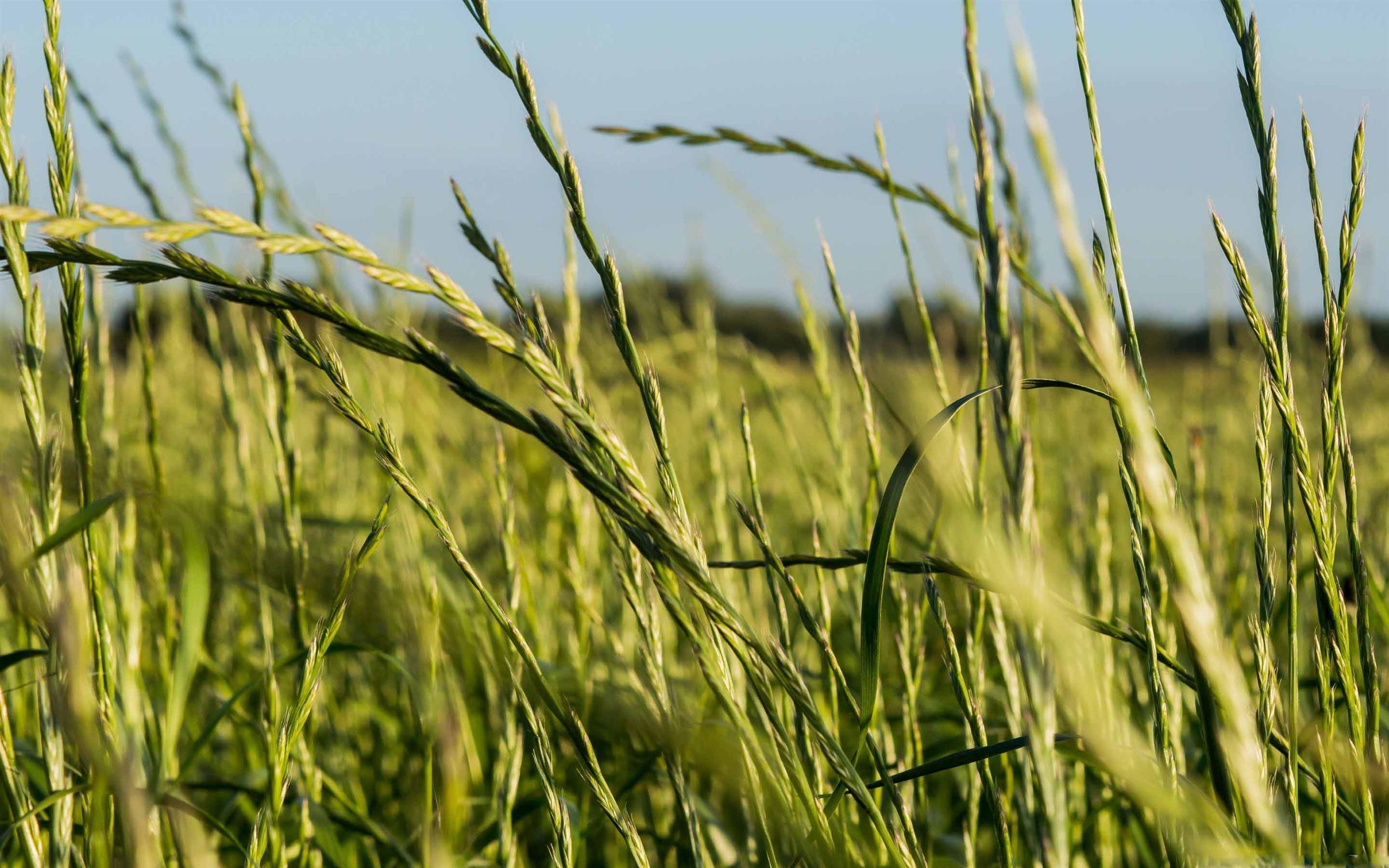 Tall Grass Wallpapers - Top Free Tall Grass Backgrounds - WallpaperAccess