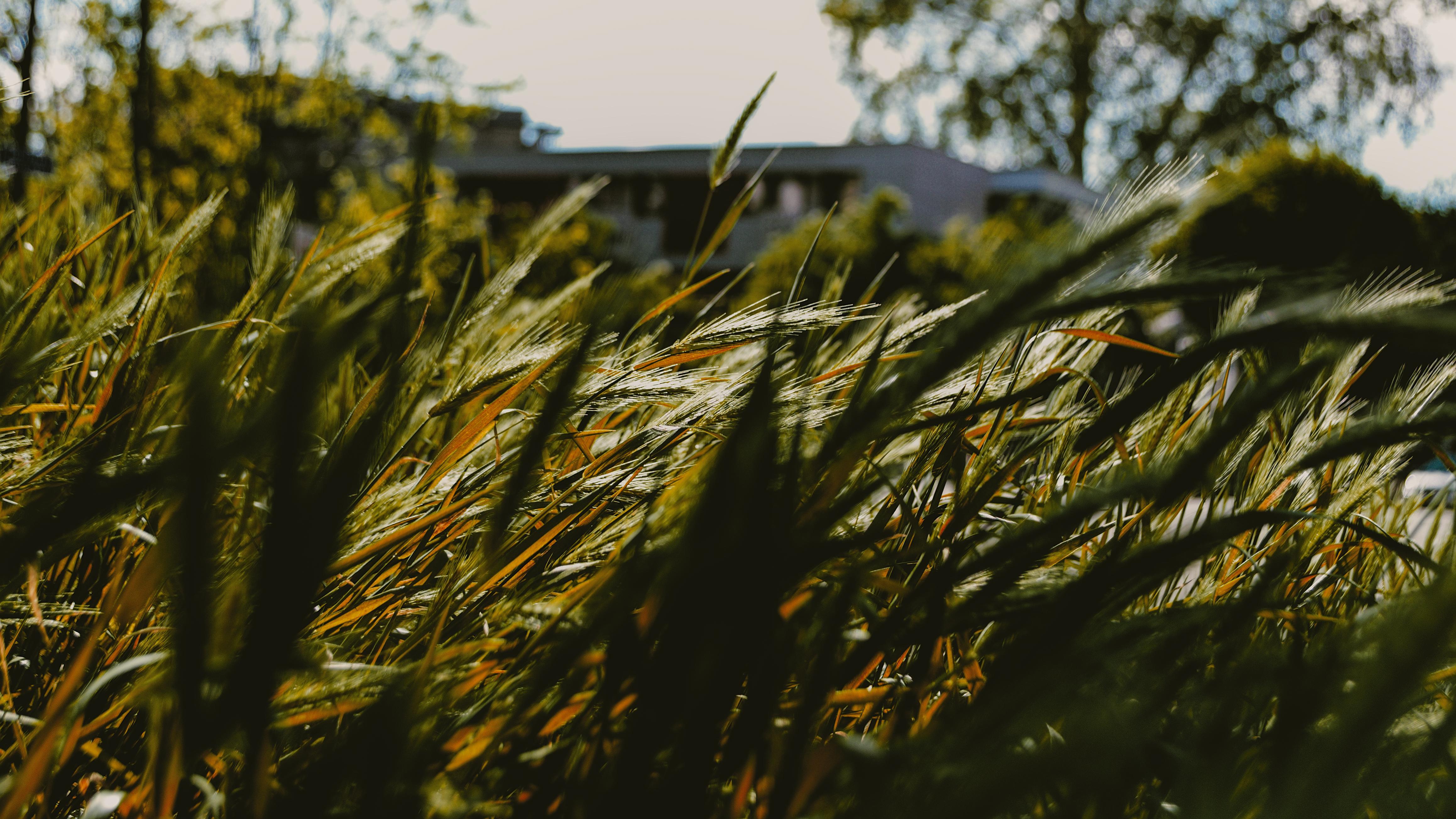 Tall Grass Wallpapers - Top Free Tall Grass Backgrounds - WallpaperAccess