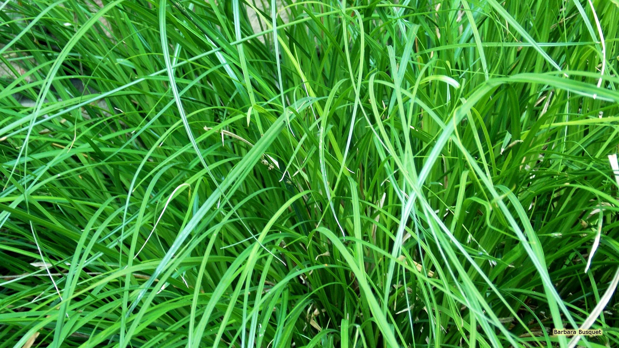 Tall Grass Wallpapers - Top Free Tall Grass Backgrounds - WallpaperAccess