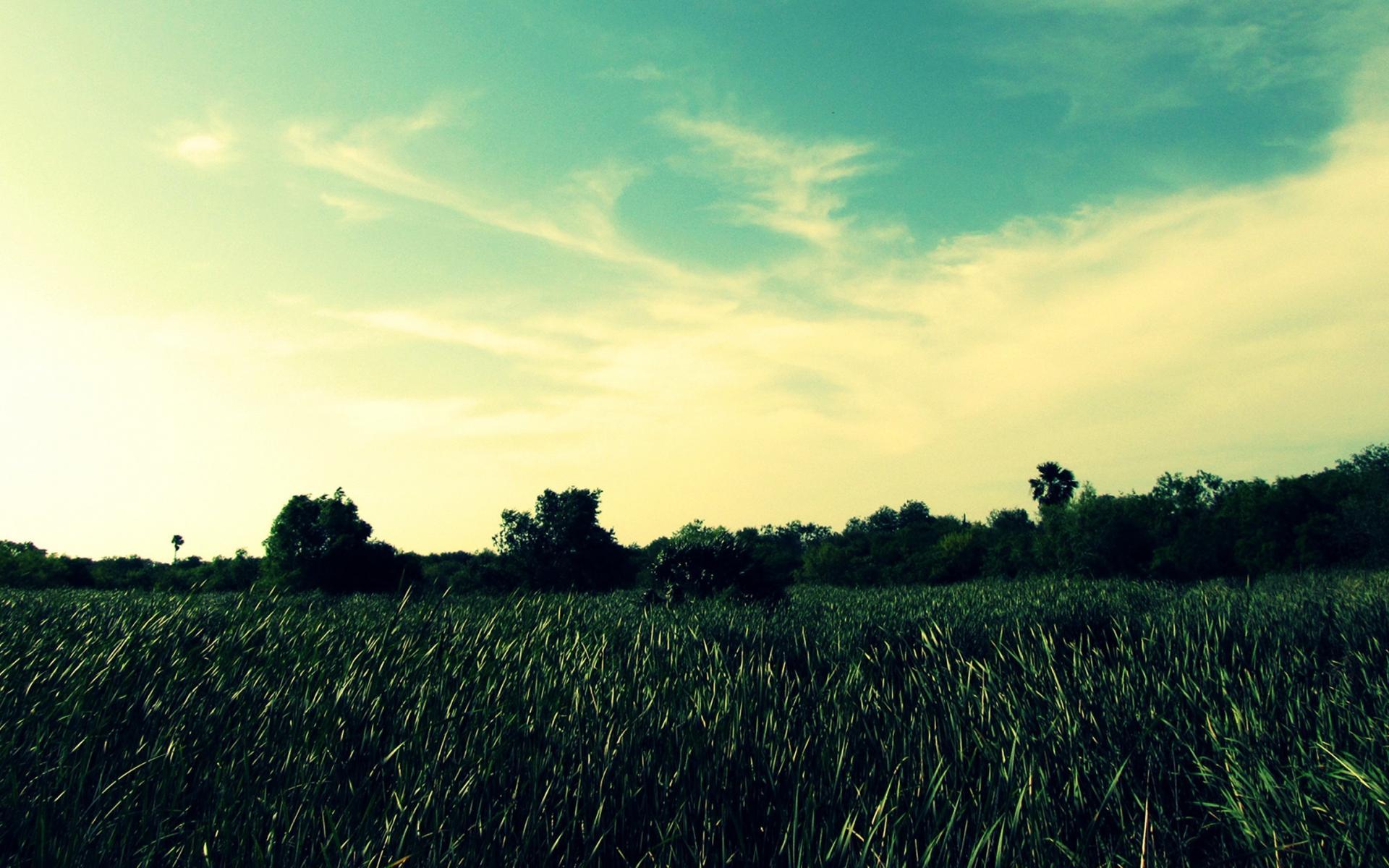 Tall Grass Wallpapers - Top Free Tall Grass Backgrounds - WallpaperAccess