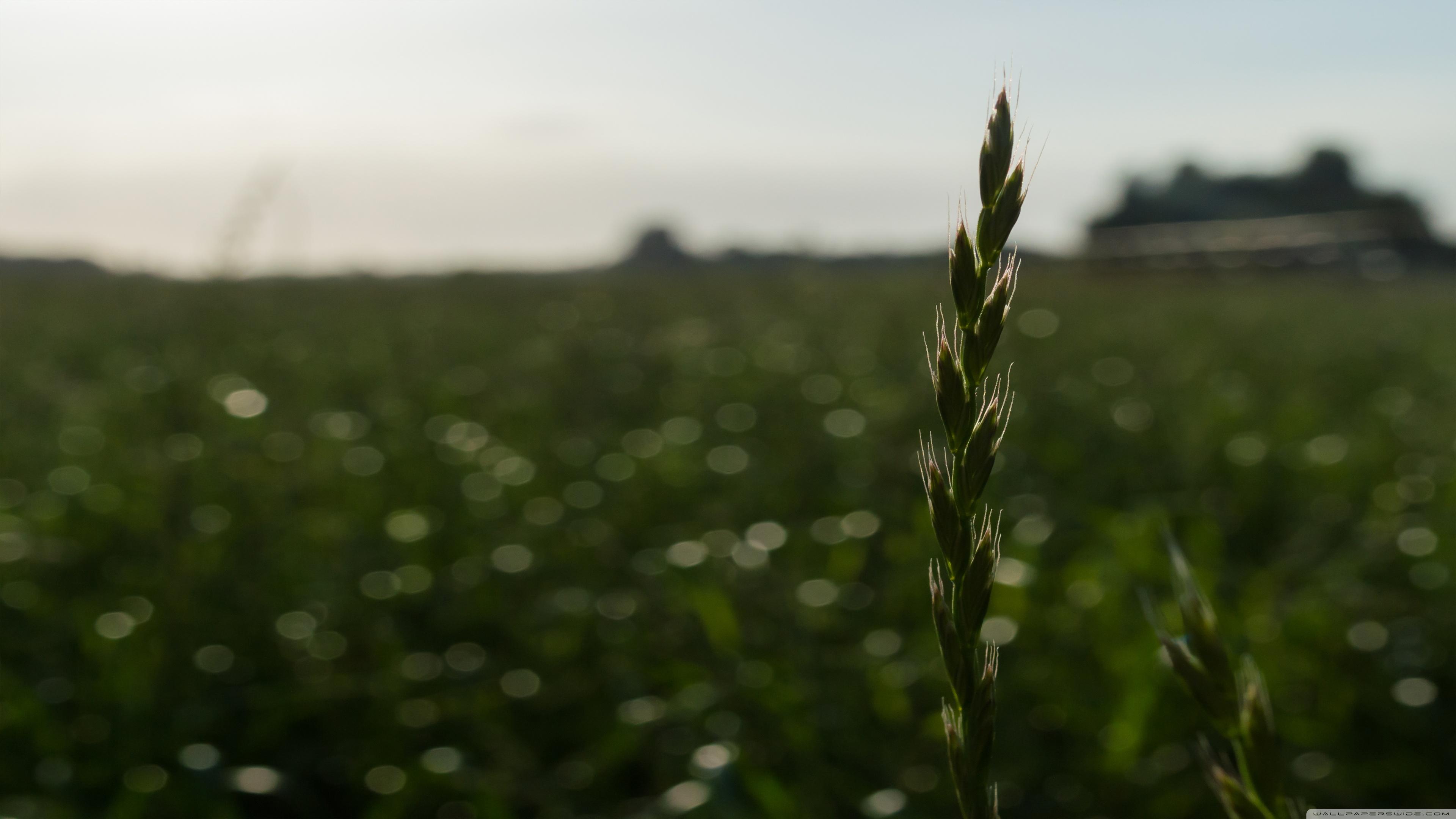 Tall Grass Wallpapers - Top Free Tall Grass Backgrounds - WallpaperAccess