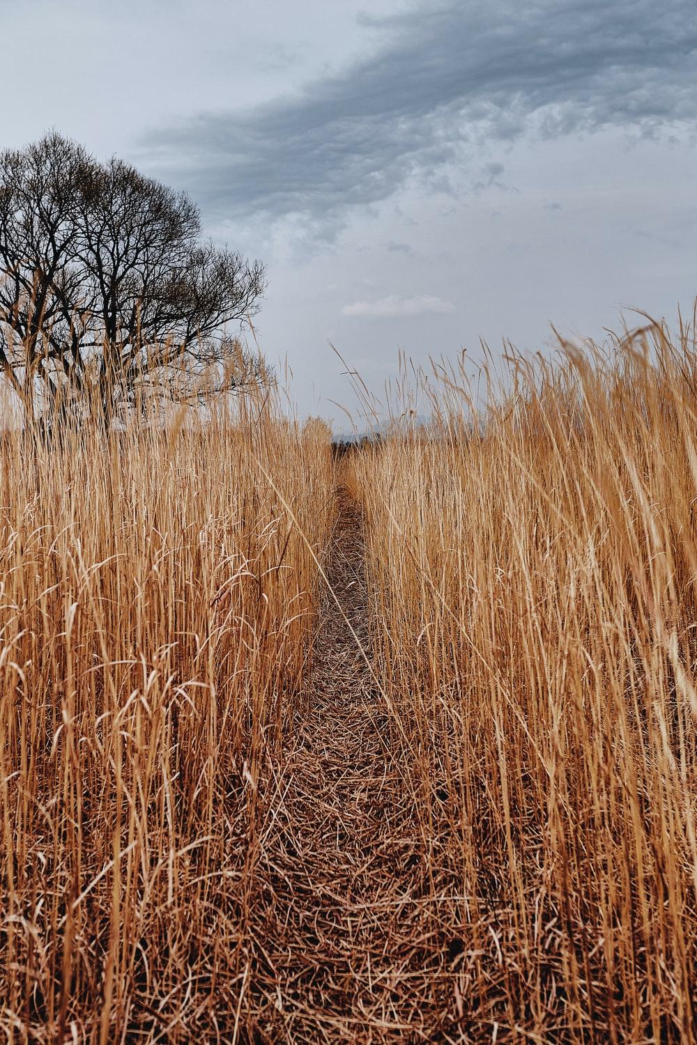 Tall Grass Wallpapers - Top Free Tall Grass Backgrounds - WallpaperAccess