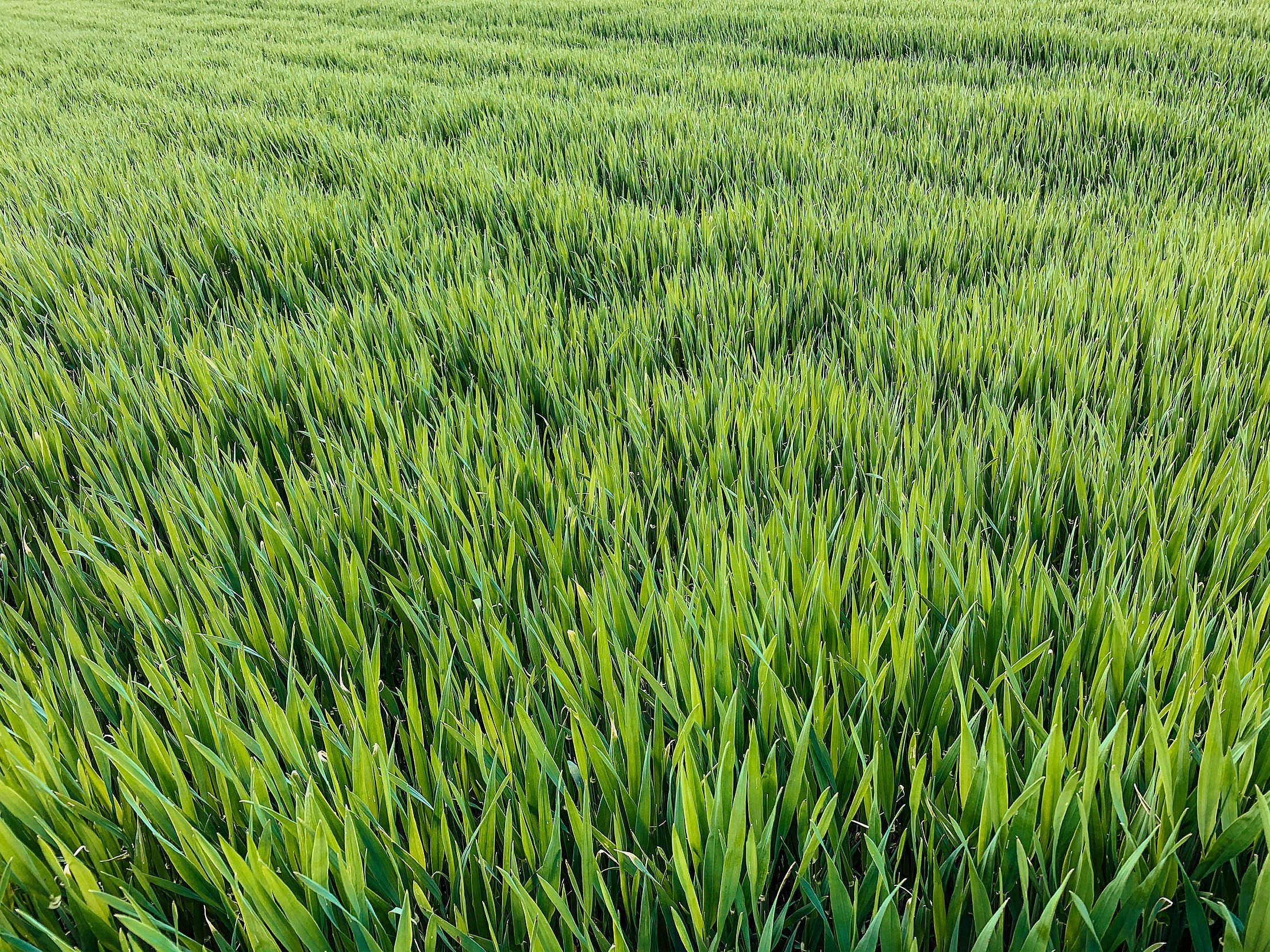 Tall Grass Wallpapers - Top Free Tall Grass Backgrounds - WallpaperAccess