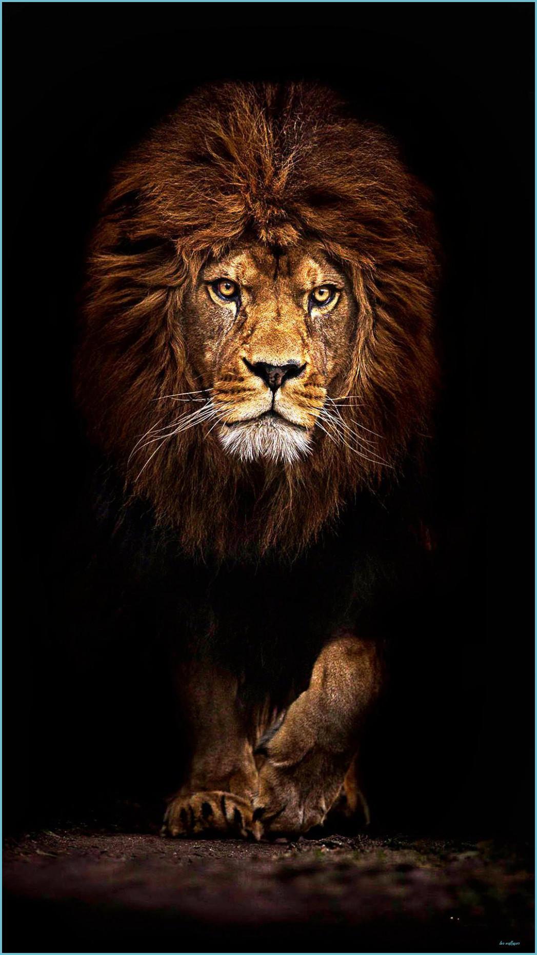 Sad Lion Wallpapers - Top Free Sad Lion Backgrounds - WallpaperAccess