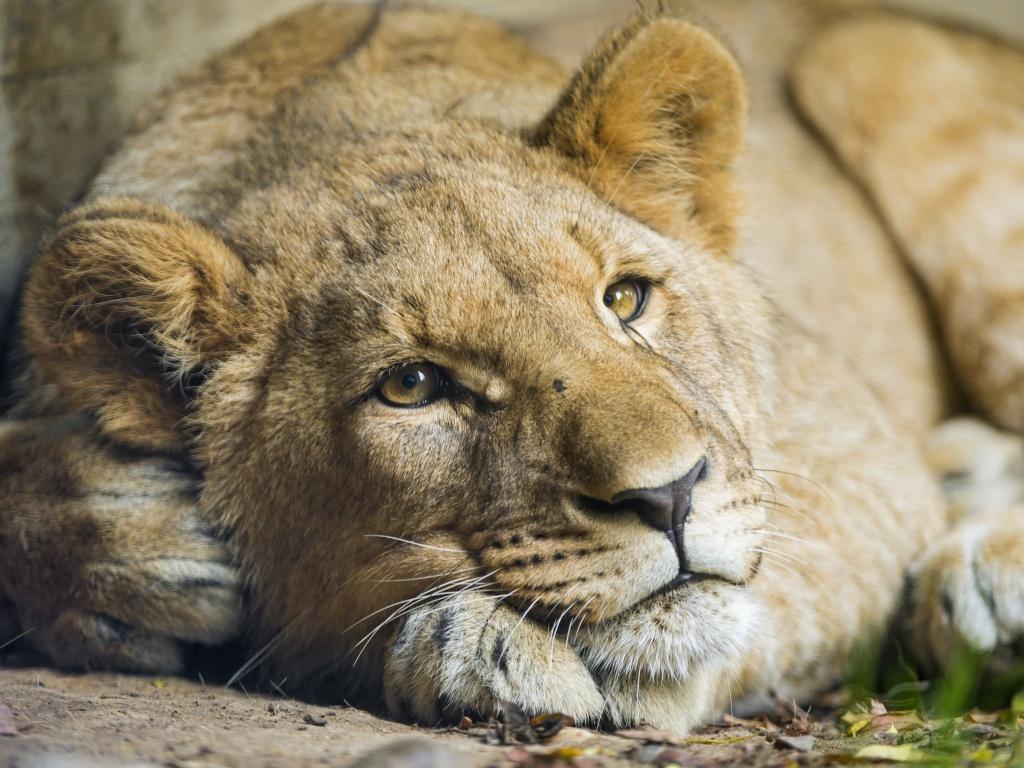 Sad Lion Wallpapers - Top Free Sad Lion Backgrounds - WallpaperAccess