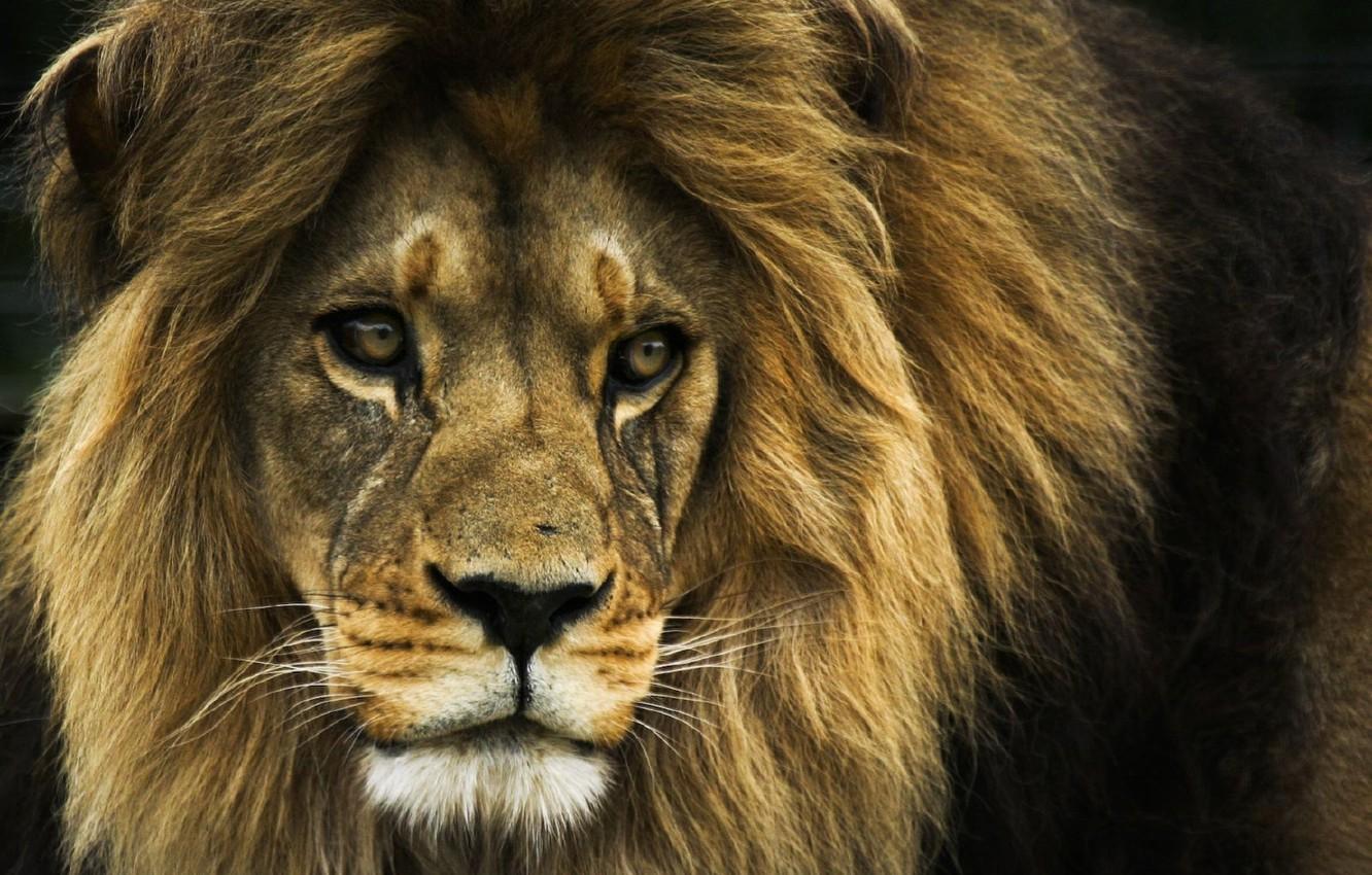 Sad Lion Wallpapers - Top Free Sad Lion Backgrounds - WallpaperAccess