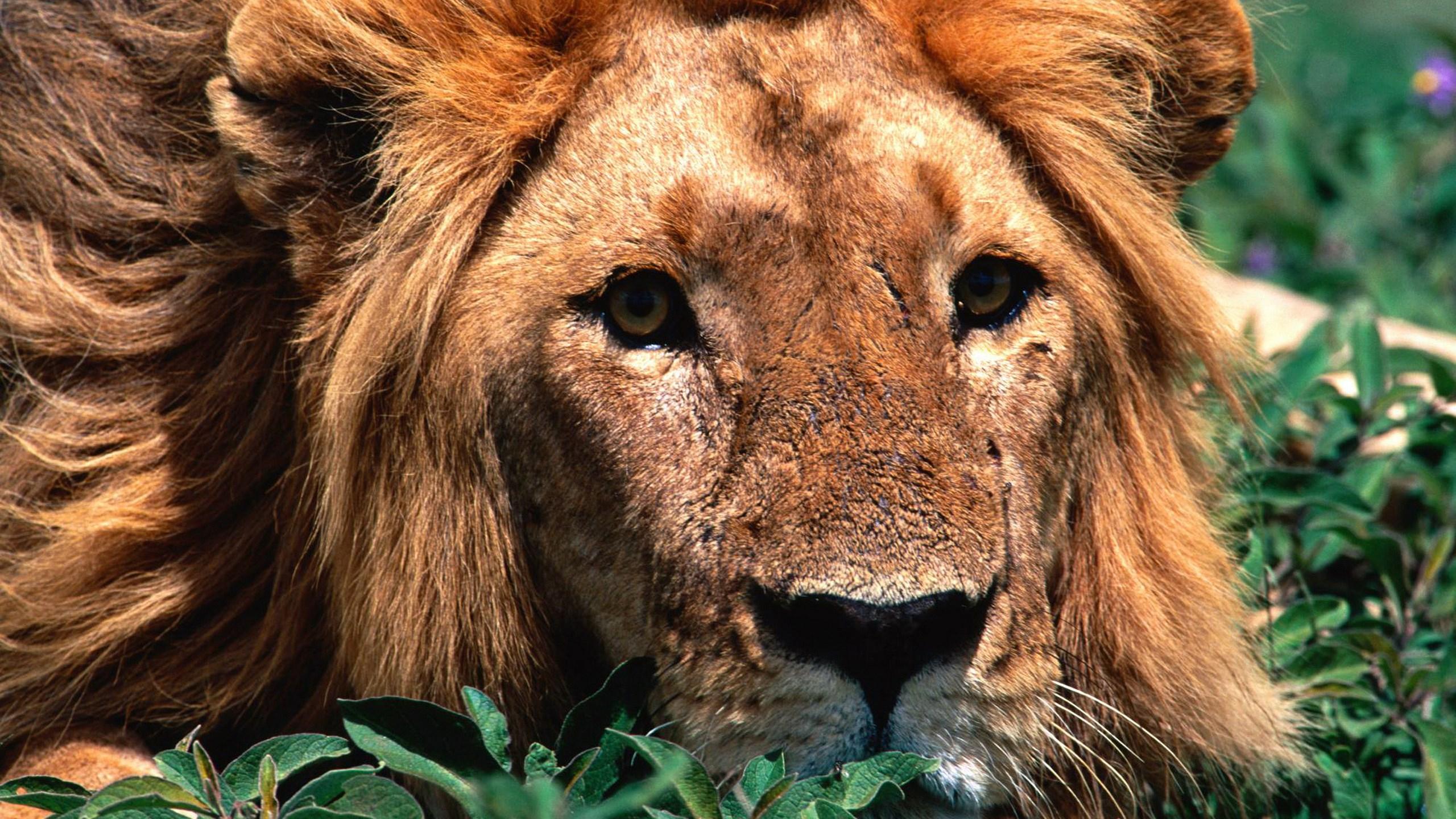 Sad Lion Wallpapers - Top Free Sad Lion Backgrounds - WallpaperAccess