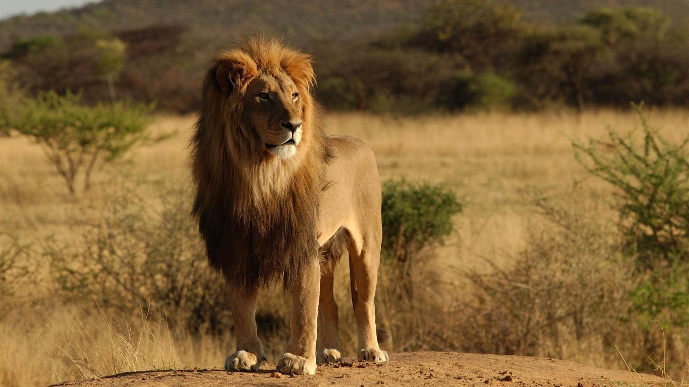 Sad Lion Wallpapers - Top Free Sad Lion Backgrounds - WallpaperAccess