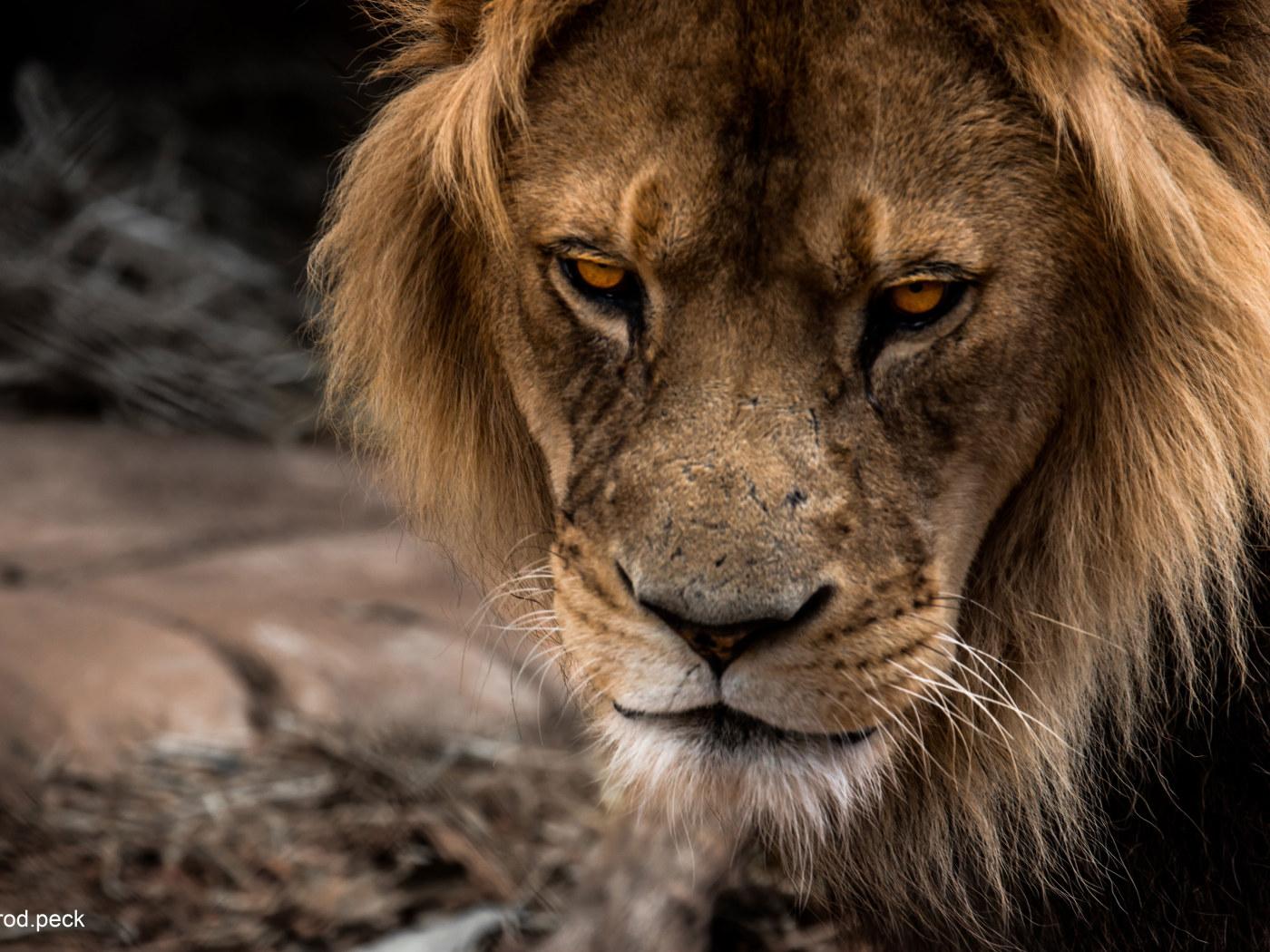 Sad Lion Wallpapers - Top Free Sad Lion Backgrounds - WallpaperAccess