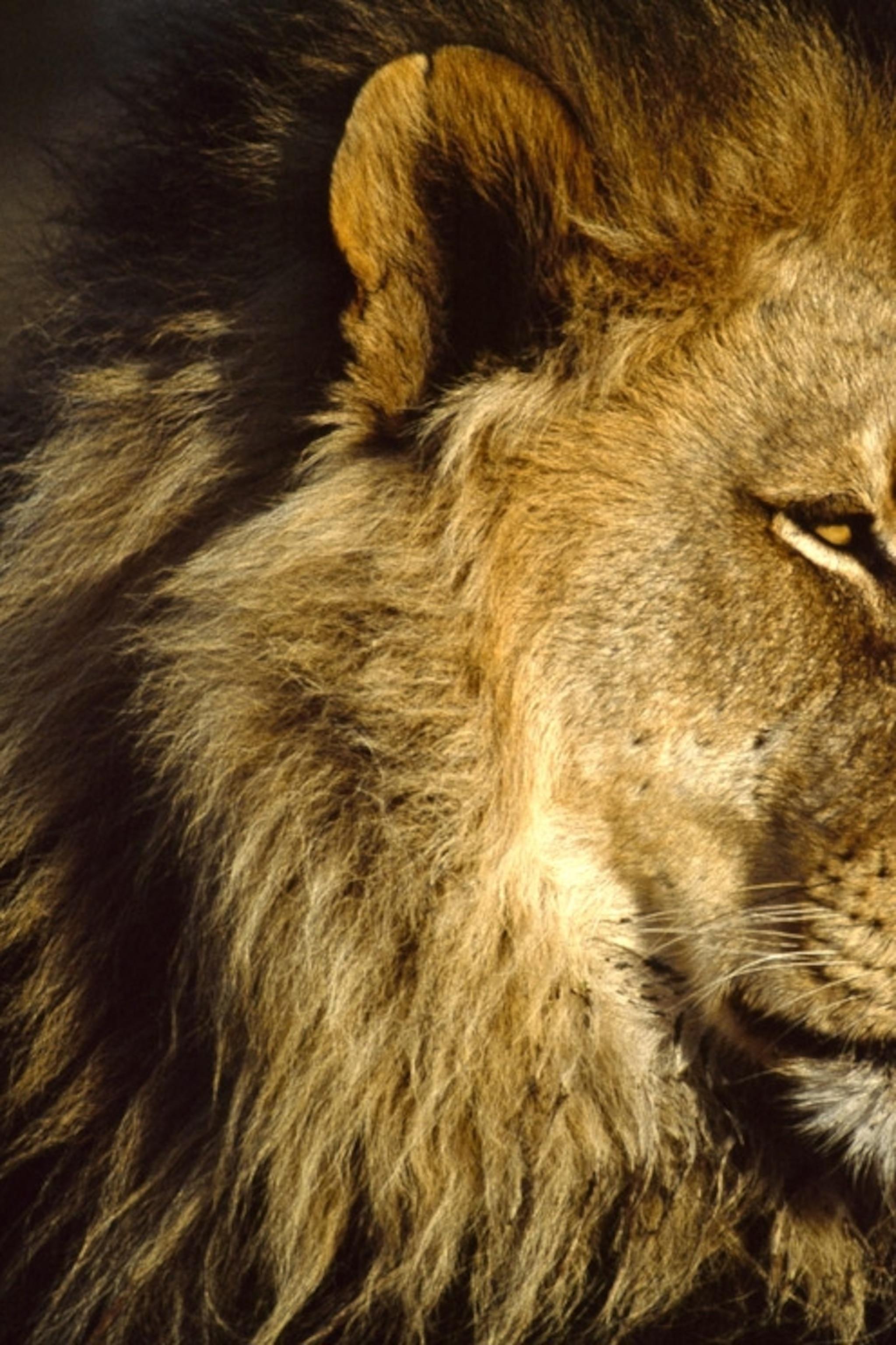 Sad Lion Wallpapers - Top Free Sad Lion Backgrounds - WallpaperAccess