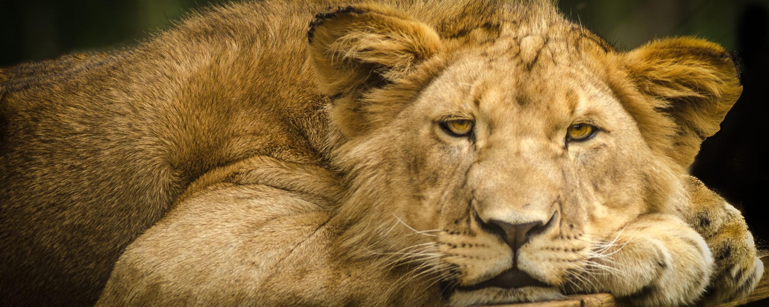 Sad Lion Wallpapers - Top Free Sad Lion Backgrounds - WallpaperAccess
