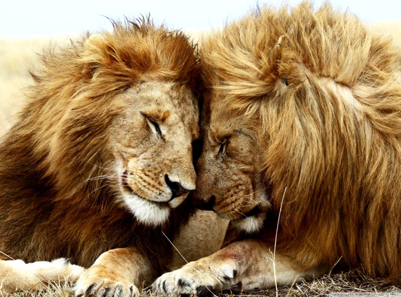 Sad Lion Wallpapers - Top Free Sad Lion Backgrounds - WallpaperAccess