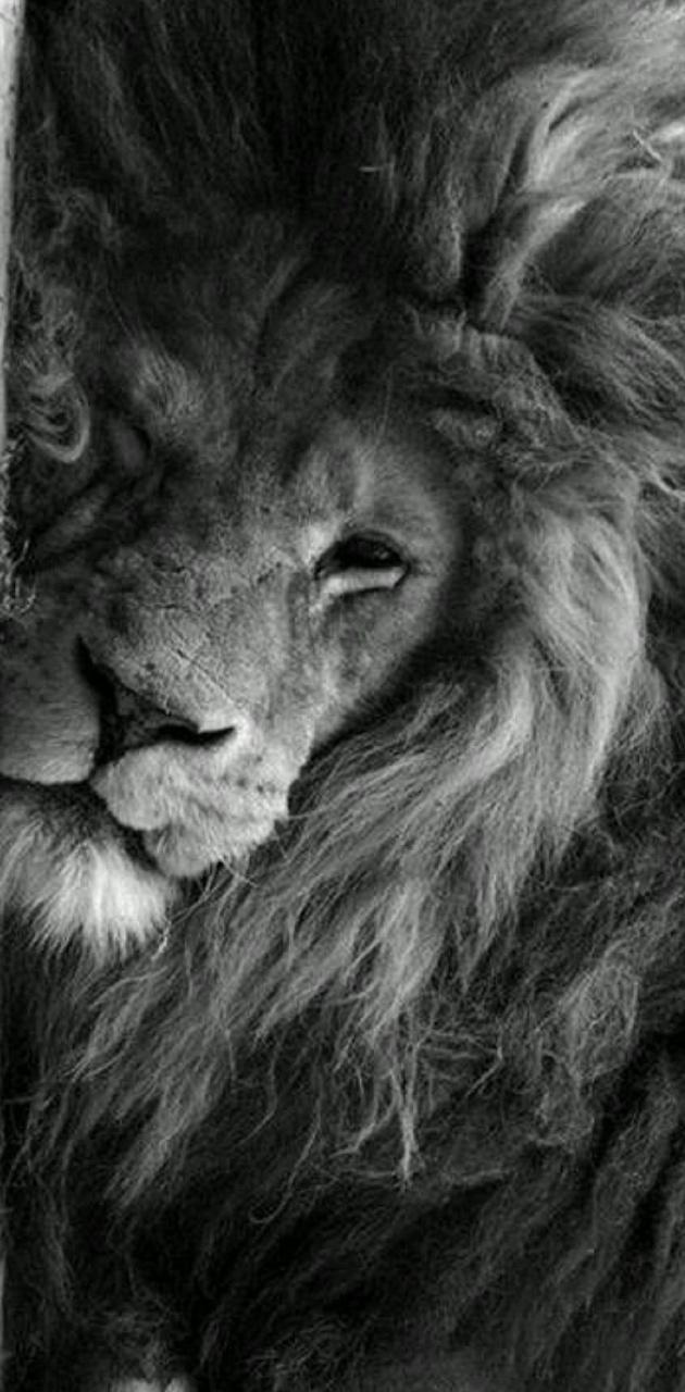 Sad Lion Wallpapers - Top Free Sad Lion Backgrounds - WallpaperAccess