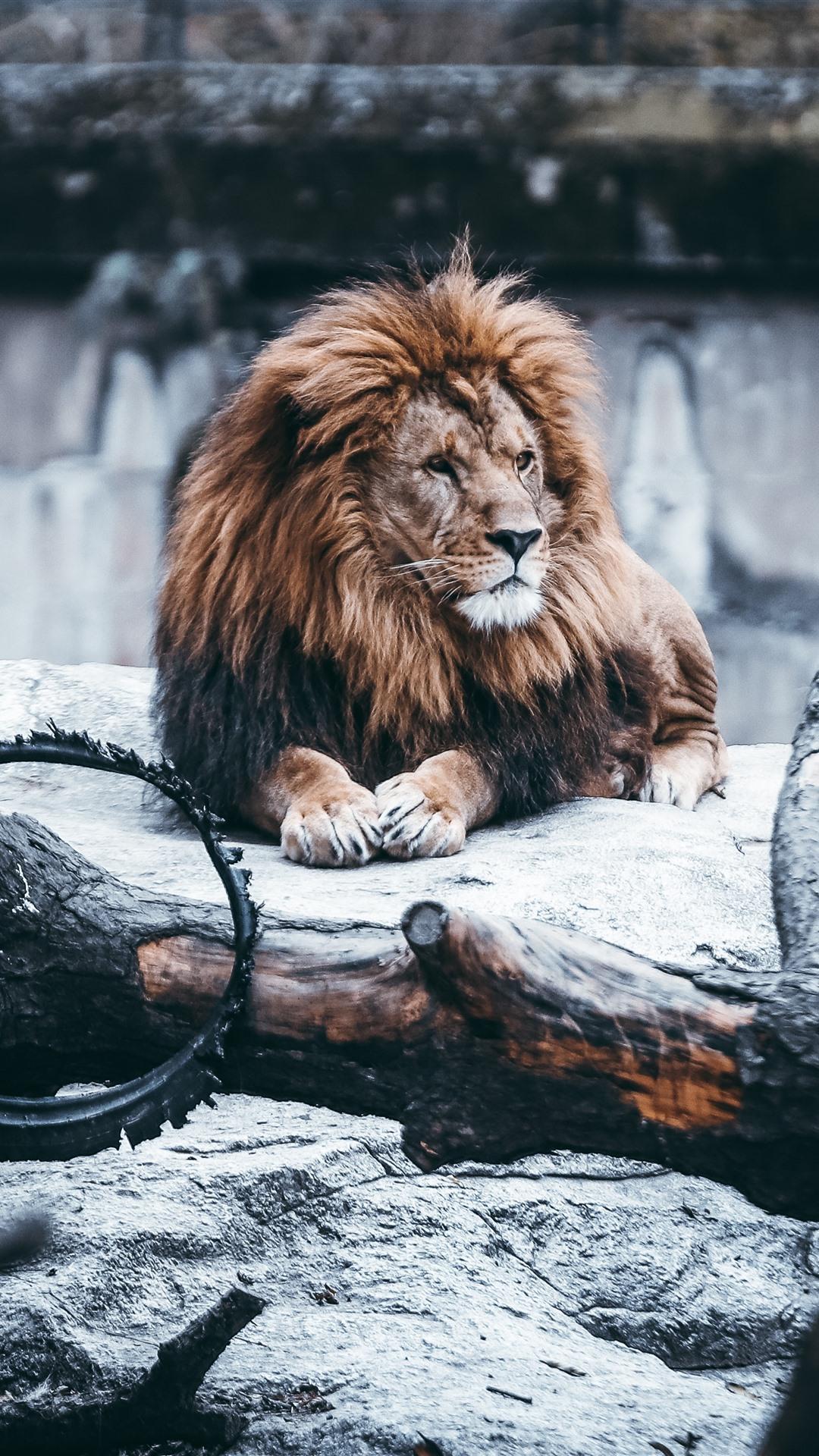 Sad Lion Wallpapers - Top Free Sad Lion Backgrounds - WallpaperAccess