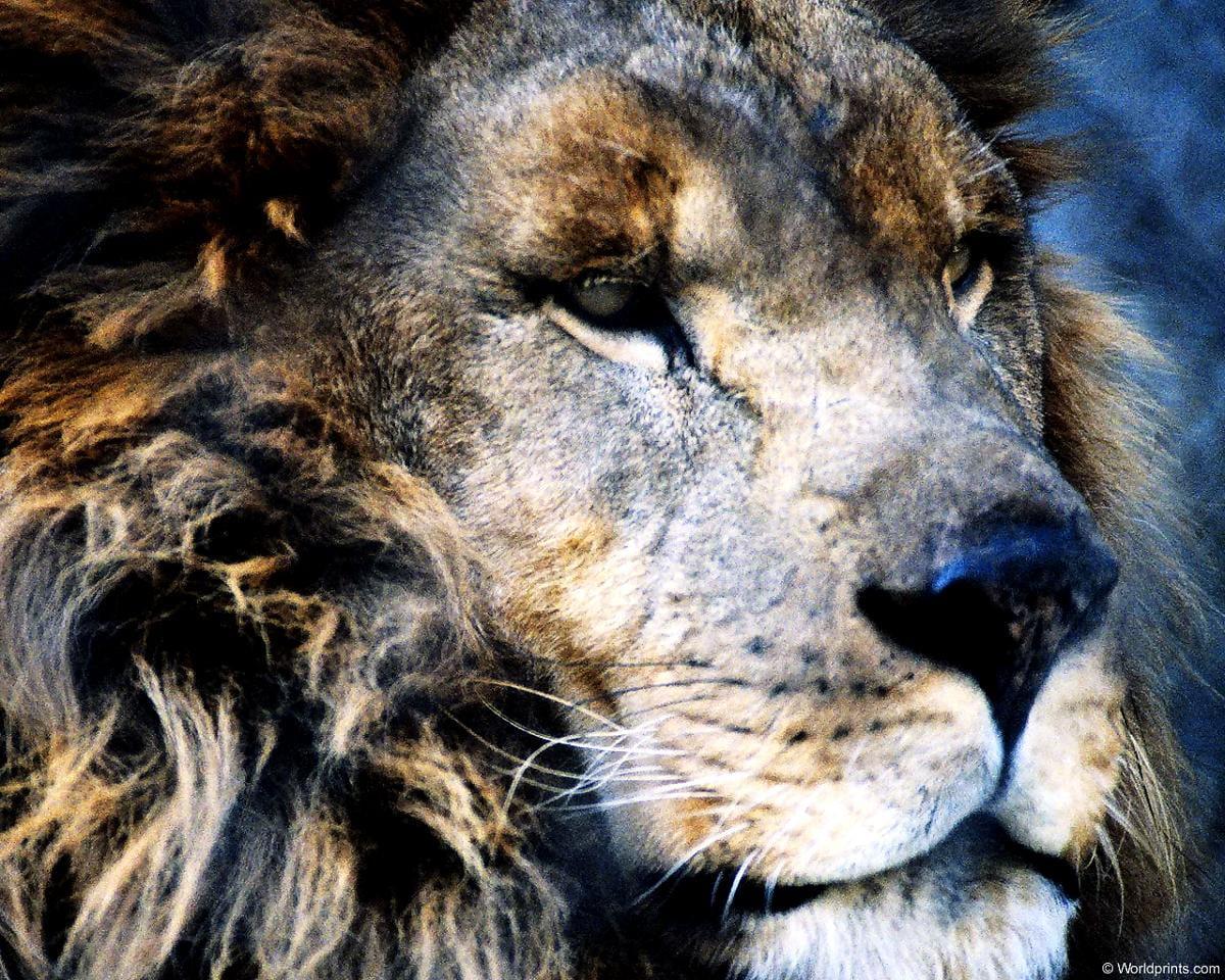 Sad Lion Wallpapers - Top Free Sad Lion Backgrounds - WallpaperAccess