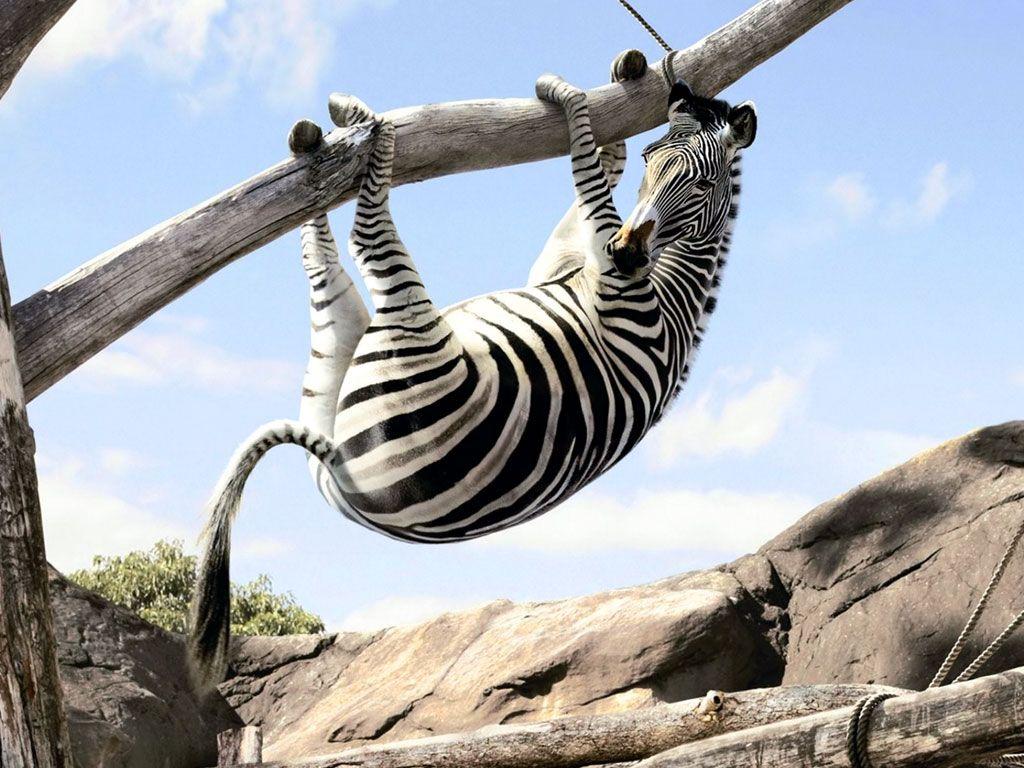 Very Funny Wallpapers - Top Free Very Funny Backgrounds - WallpaperAccess