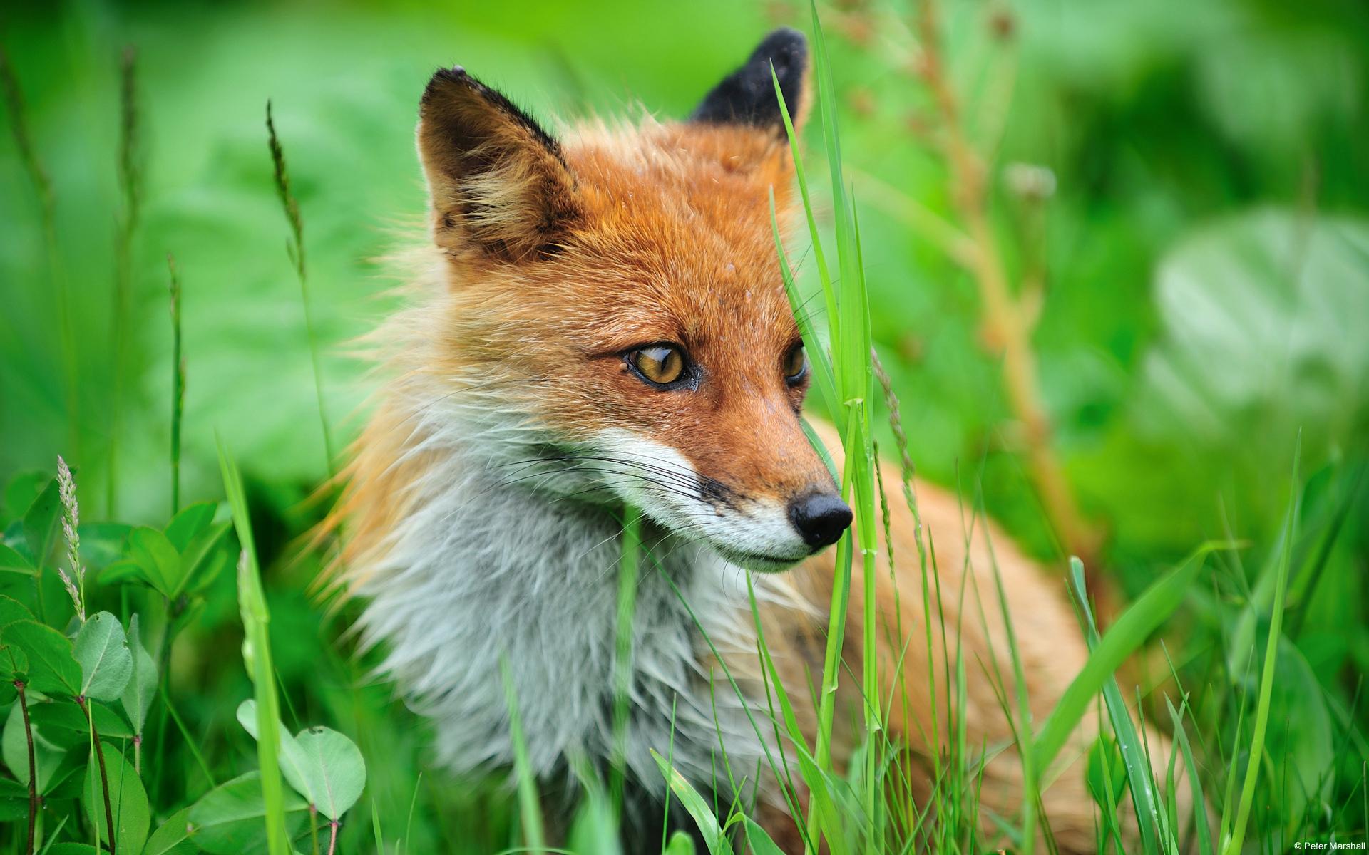 Green Fox Wallpapers - Top Free Green Fox Backgrounds - WallpaperAccess