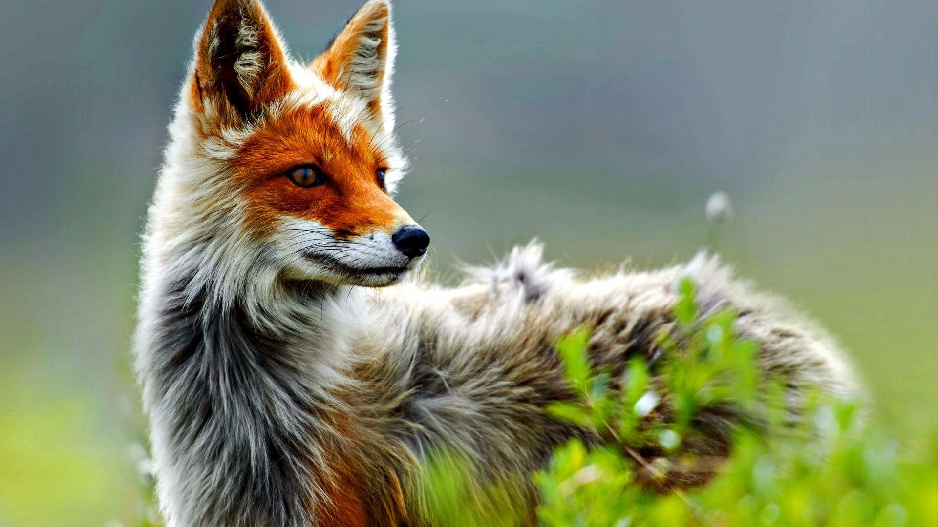 Fox Desktop Wallpapers - Top Free Fox Desktop Backgrounds - WallpaperAccess