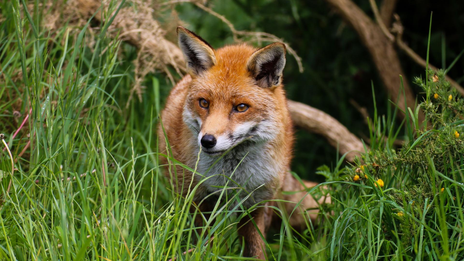 Green Fox Wallpapers - Top Free Green Fox Backgrounds - WallpaperAccess