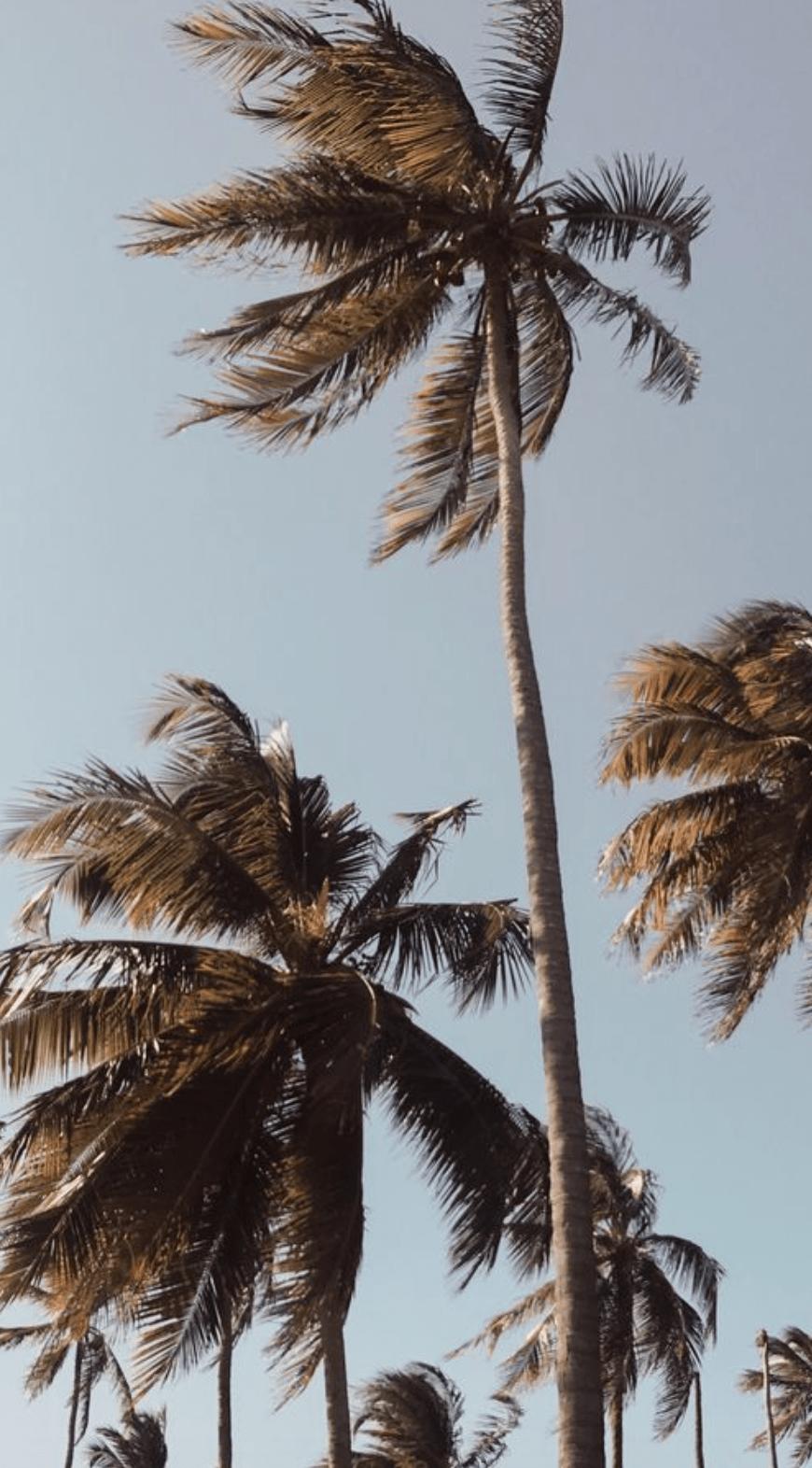 Trees Aesthetic Wallpapers - Top Free Trees Aesthetic Backgrounds ...