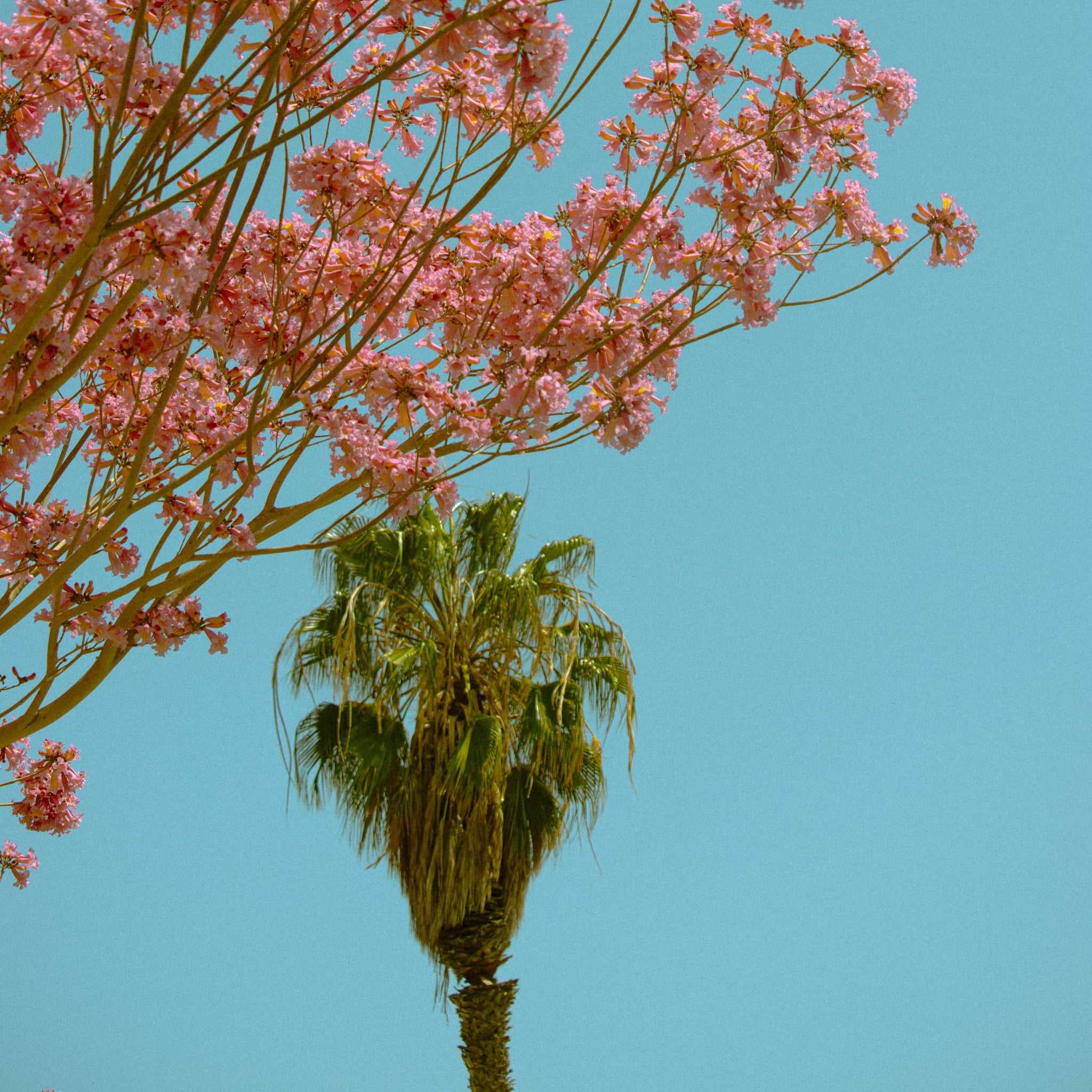 Trees Aesthetic Wallpapers - Top Free Trees Aesthetic Backgrounds ...