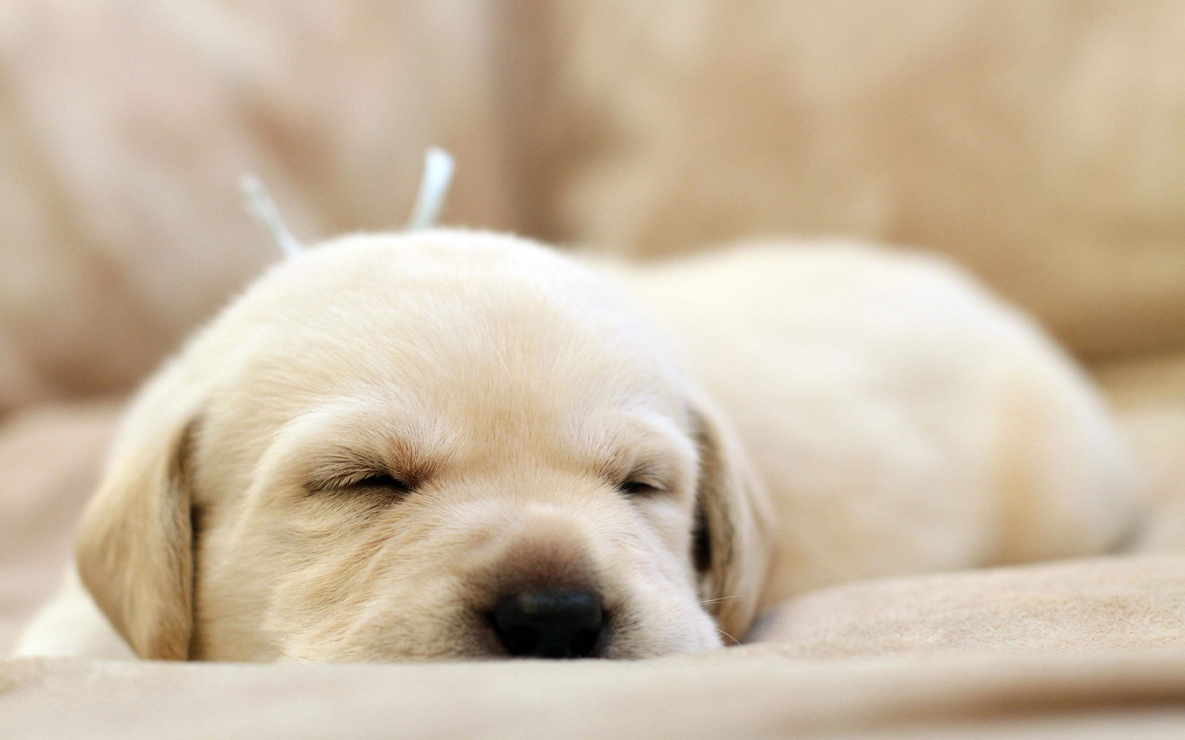 Puppy Sleeping Wallpapers - Top Free Puppy Sleeping Backgrounds ...