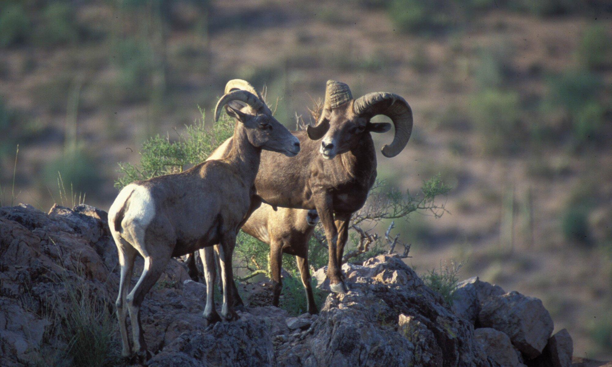 Desert Bighorn Sheep HD Wallpapers - Top Free Desert Bighorn Sheep HD ...