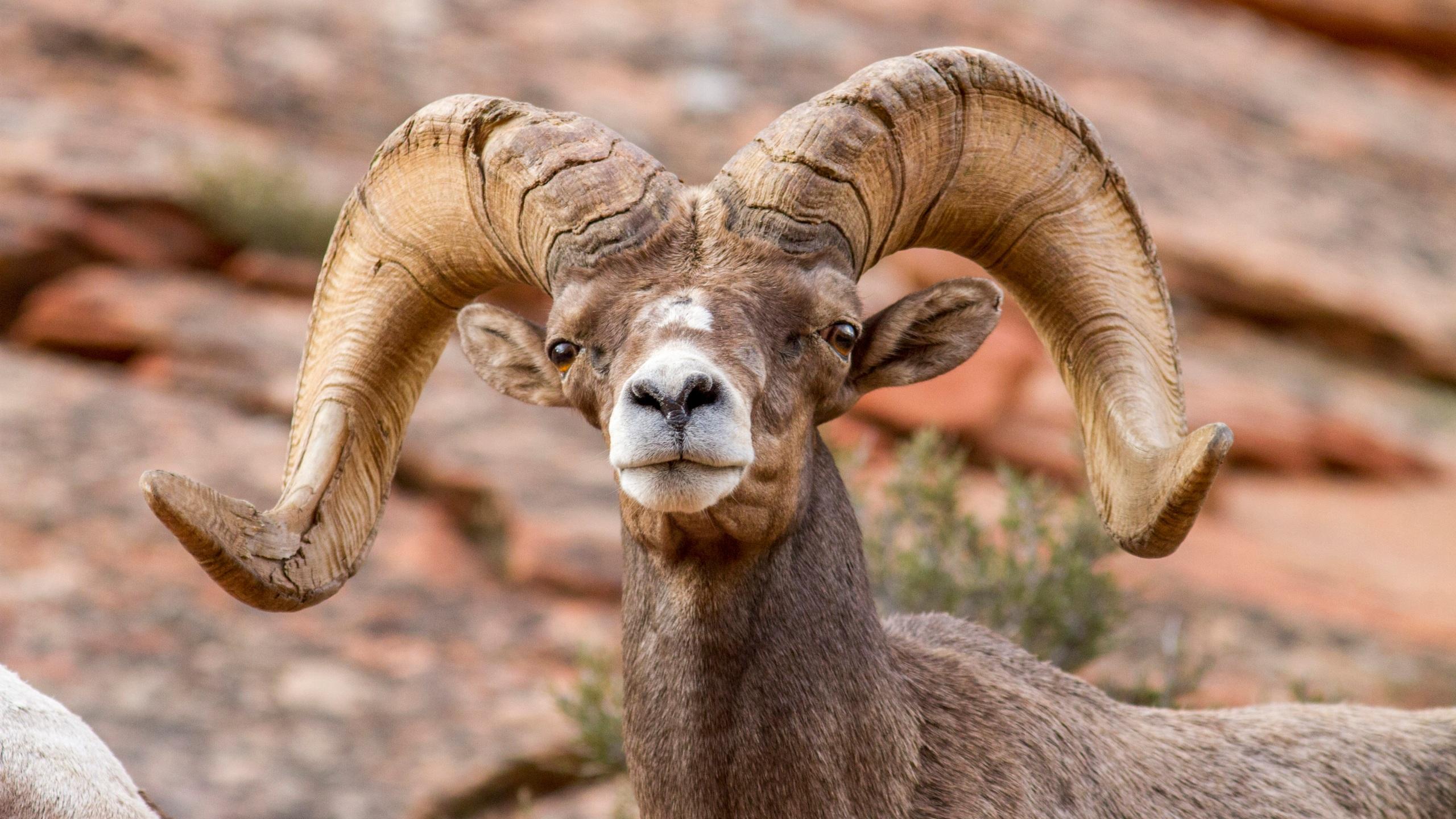 Desert Bighorn Sheep HD Wallpapers - Top Free Desert Bighorn Sheep HD ...